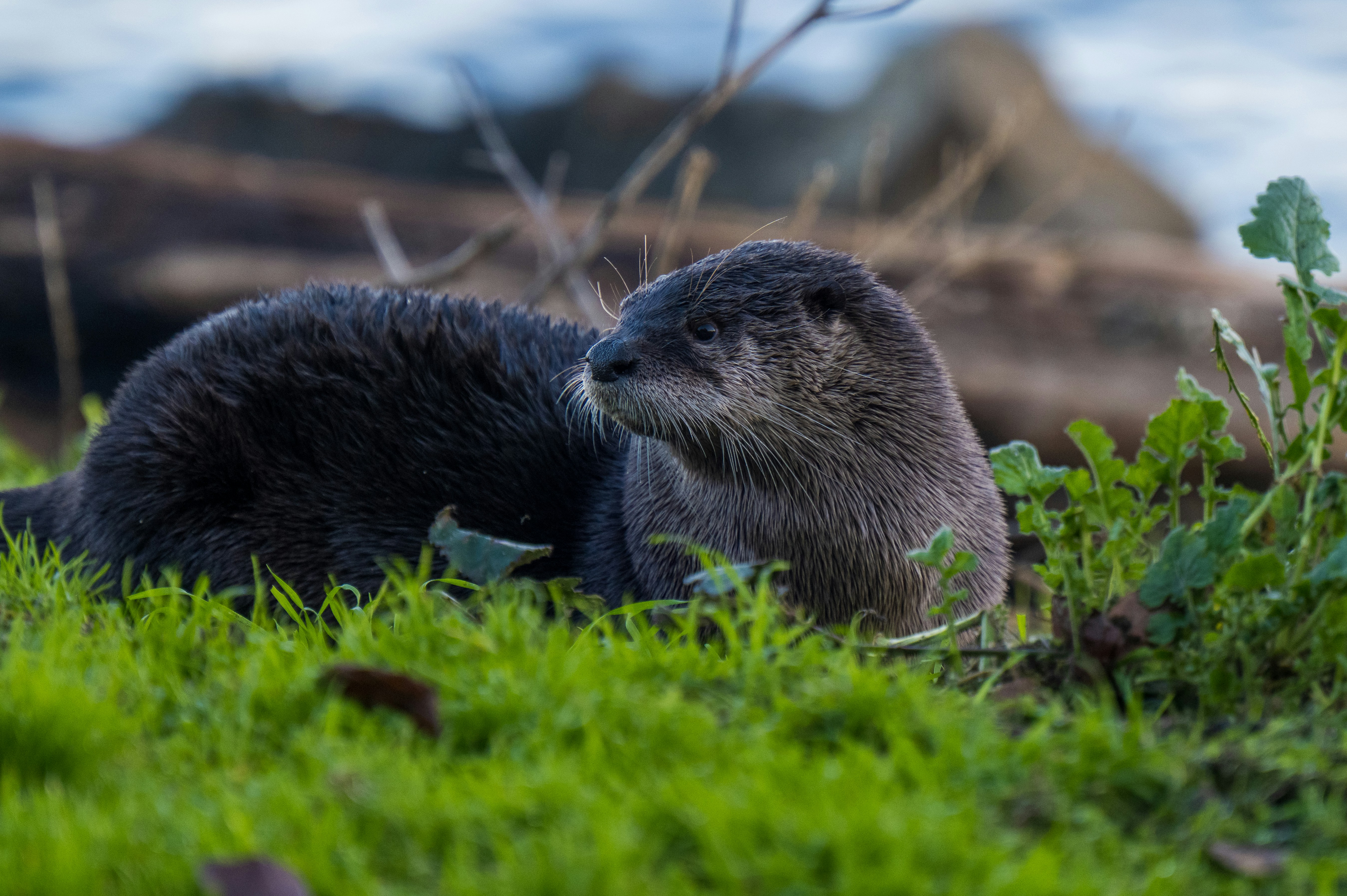 Photo by Jeremy Mowery with Nikon Z7 II