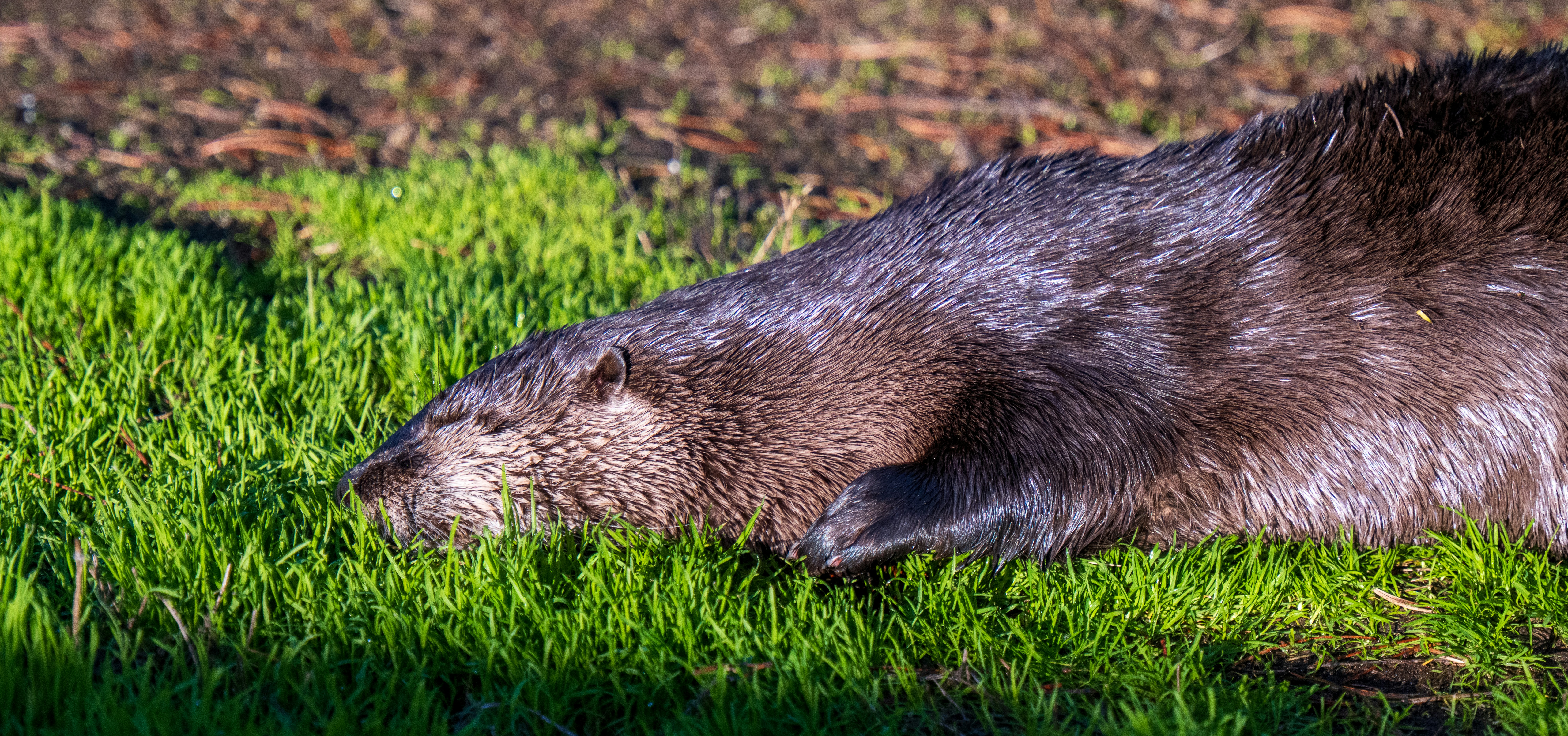Sunlit Ground Slumber: A Beaver’s Rest in Calm Grass