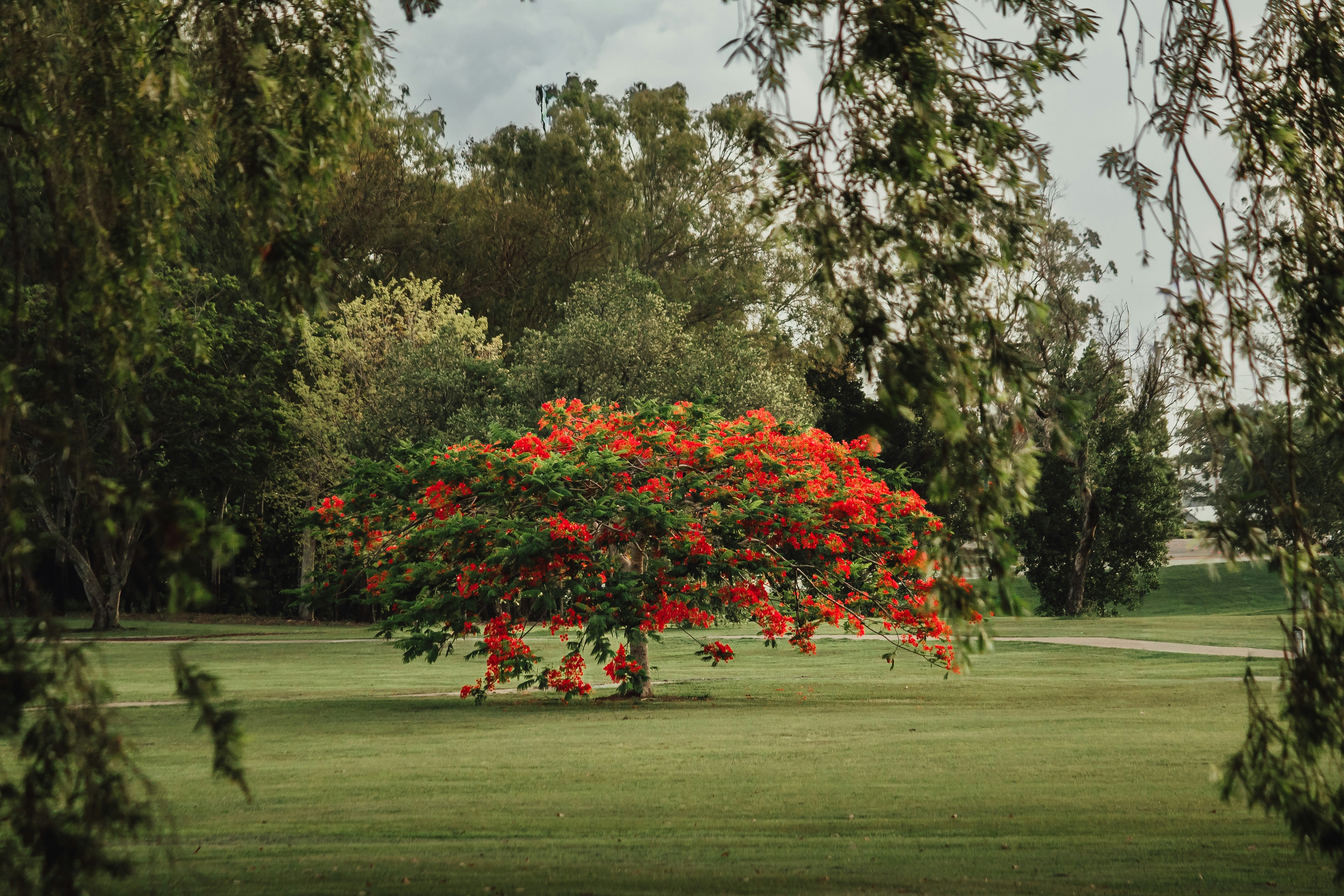 Red-flowering shrub centerpiece in a sunlit park landscape