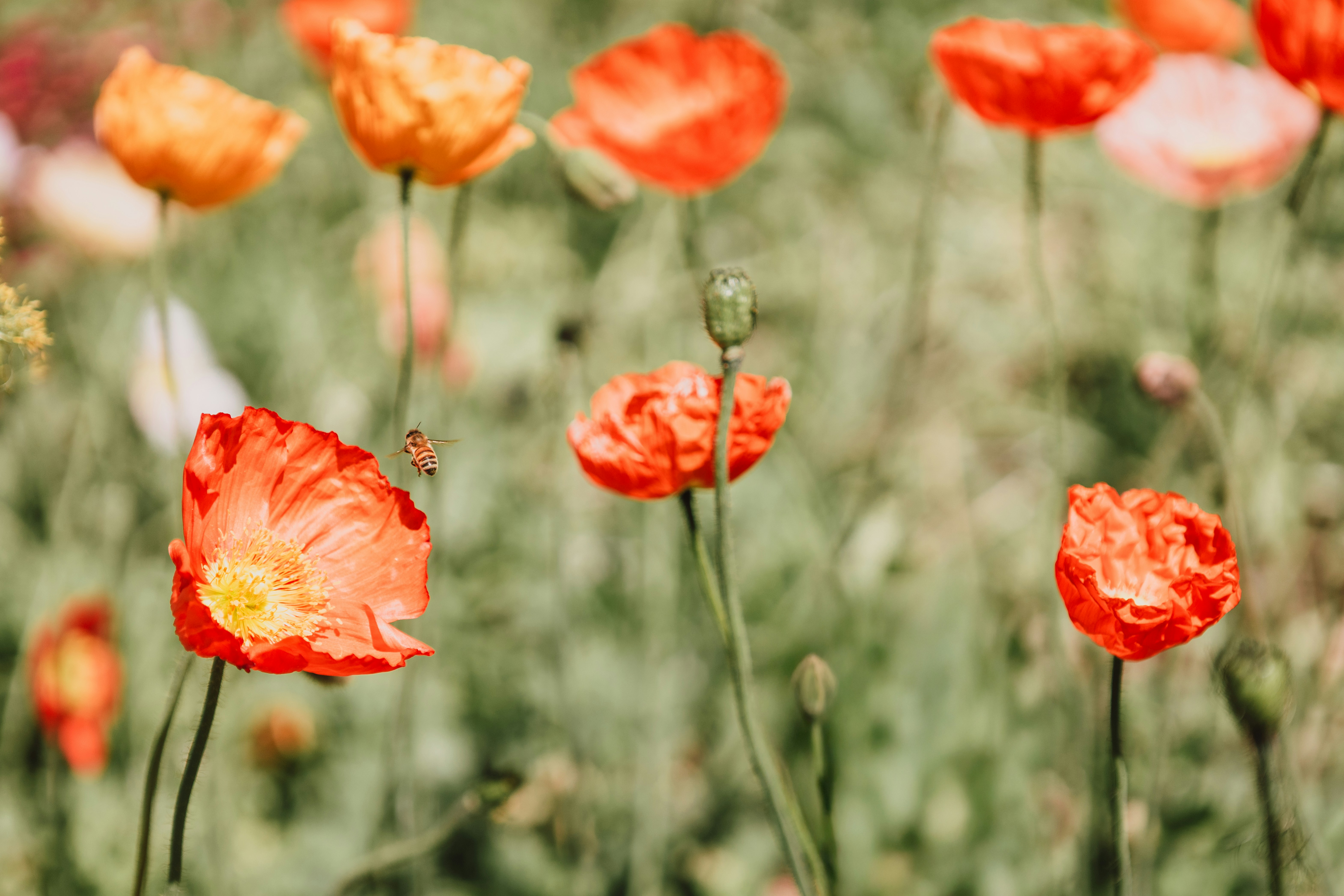 Photo by Sandie Peters with Canon EOS R