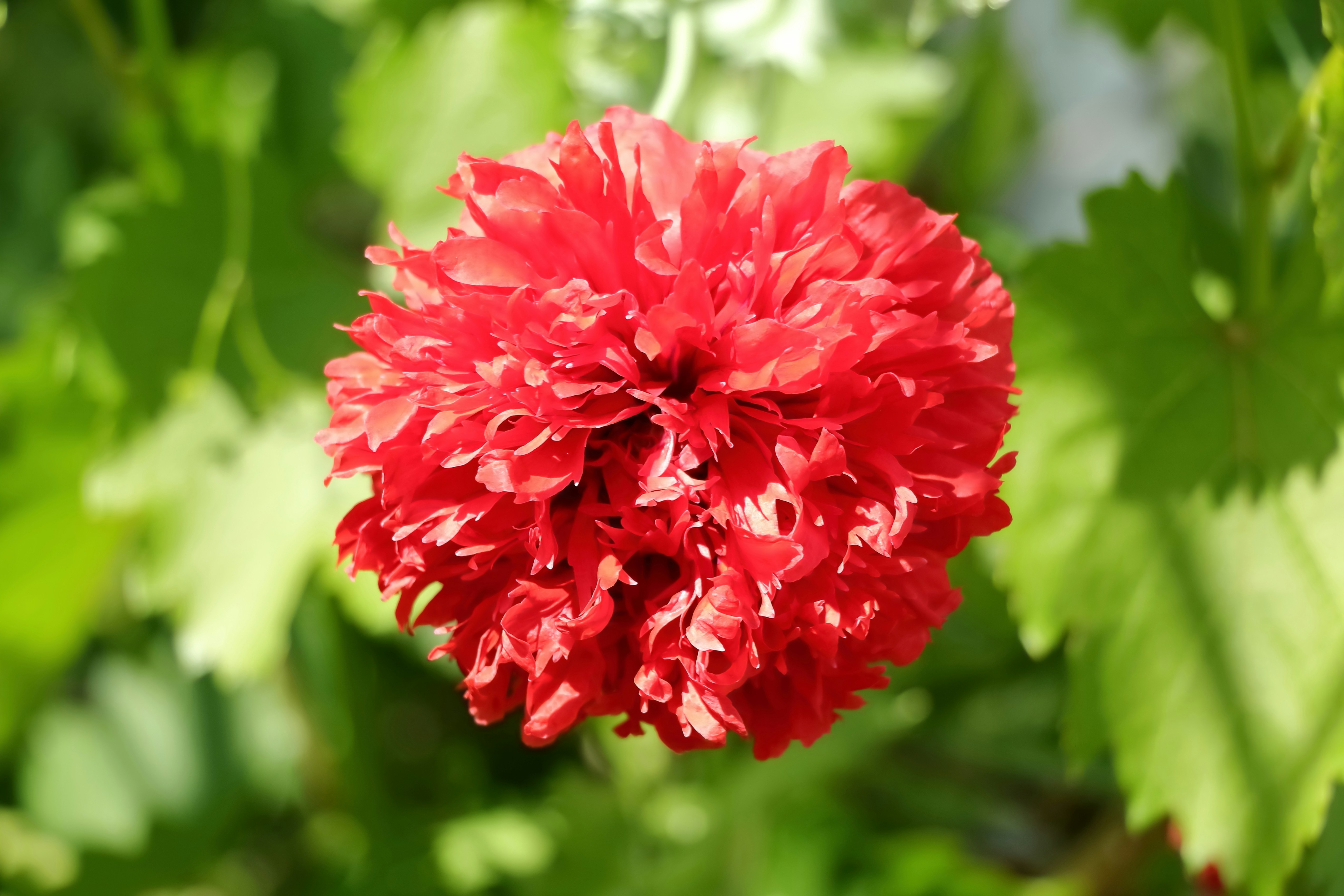 Photo by Mustafa akın with Canon EOS 1300D