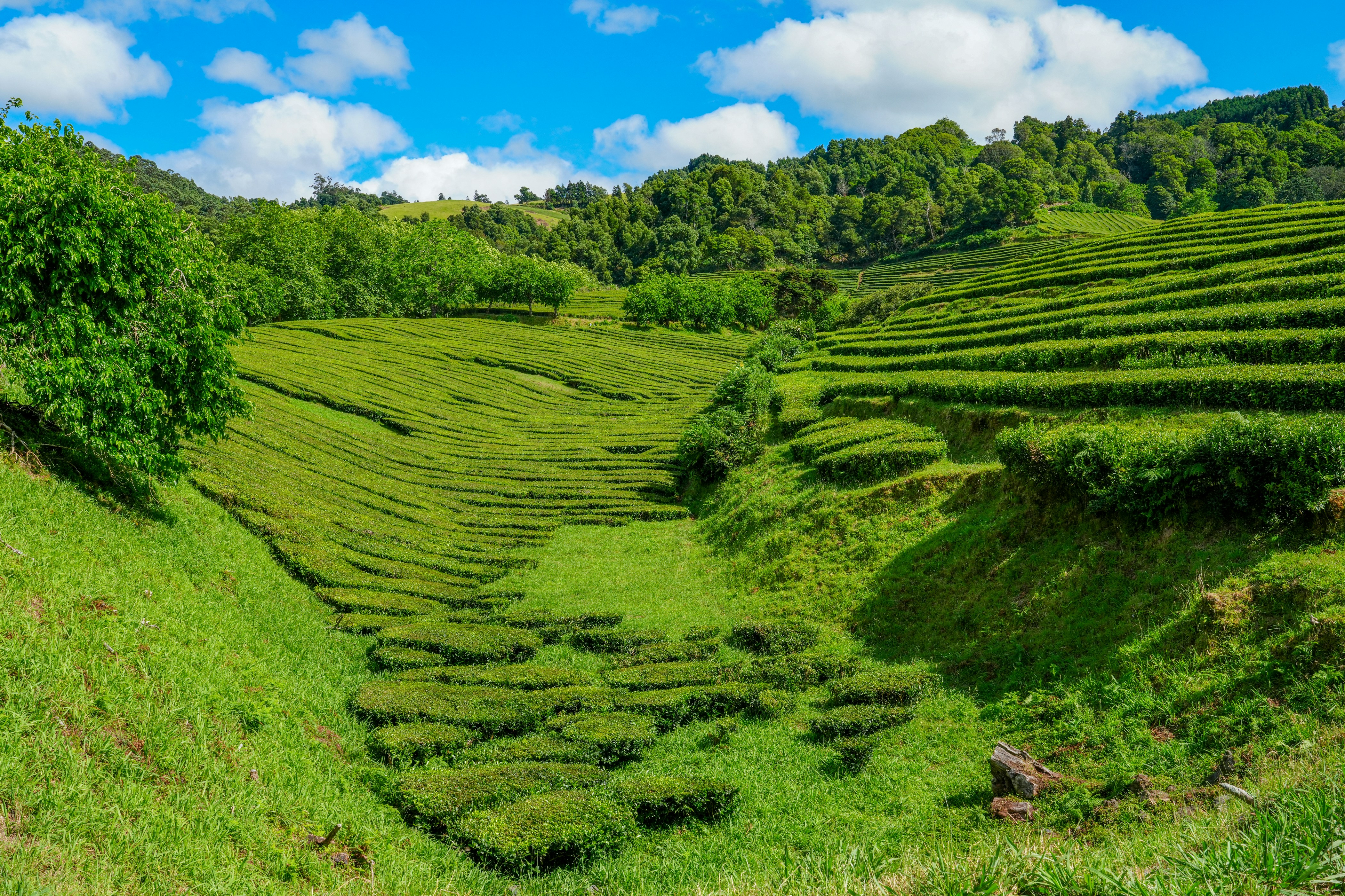 Photo by Markus Kammermann with Sony Alpha 7R V