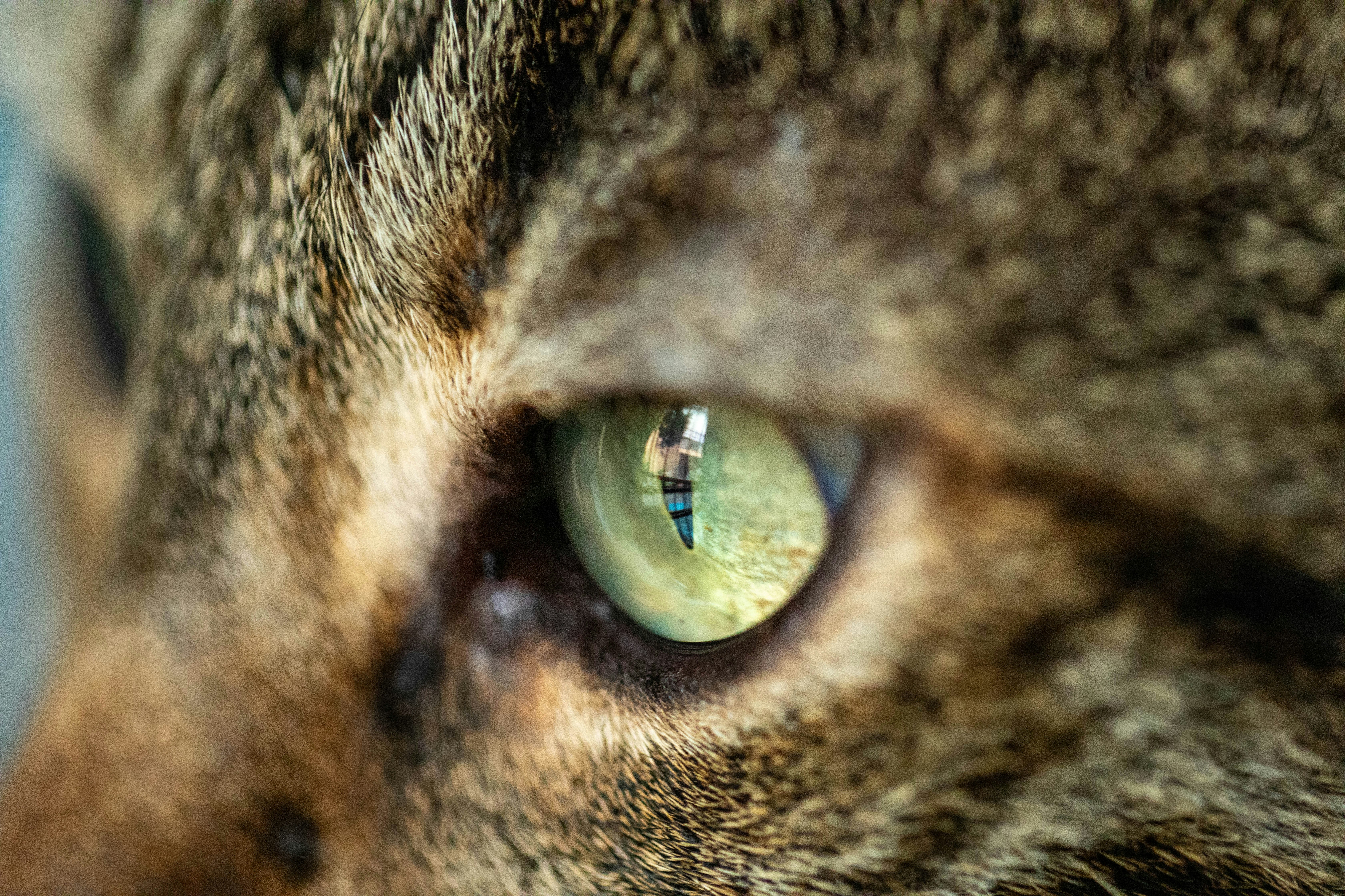 Close-up of a cat's gaze: emerald eye with reflected scene