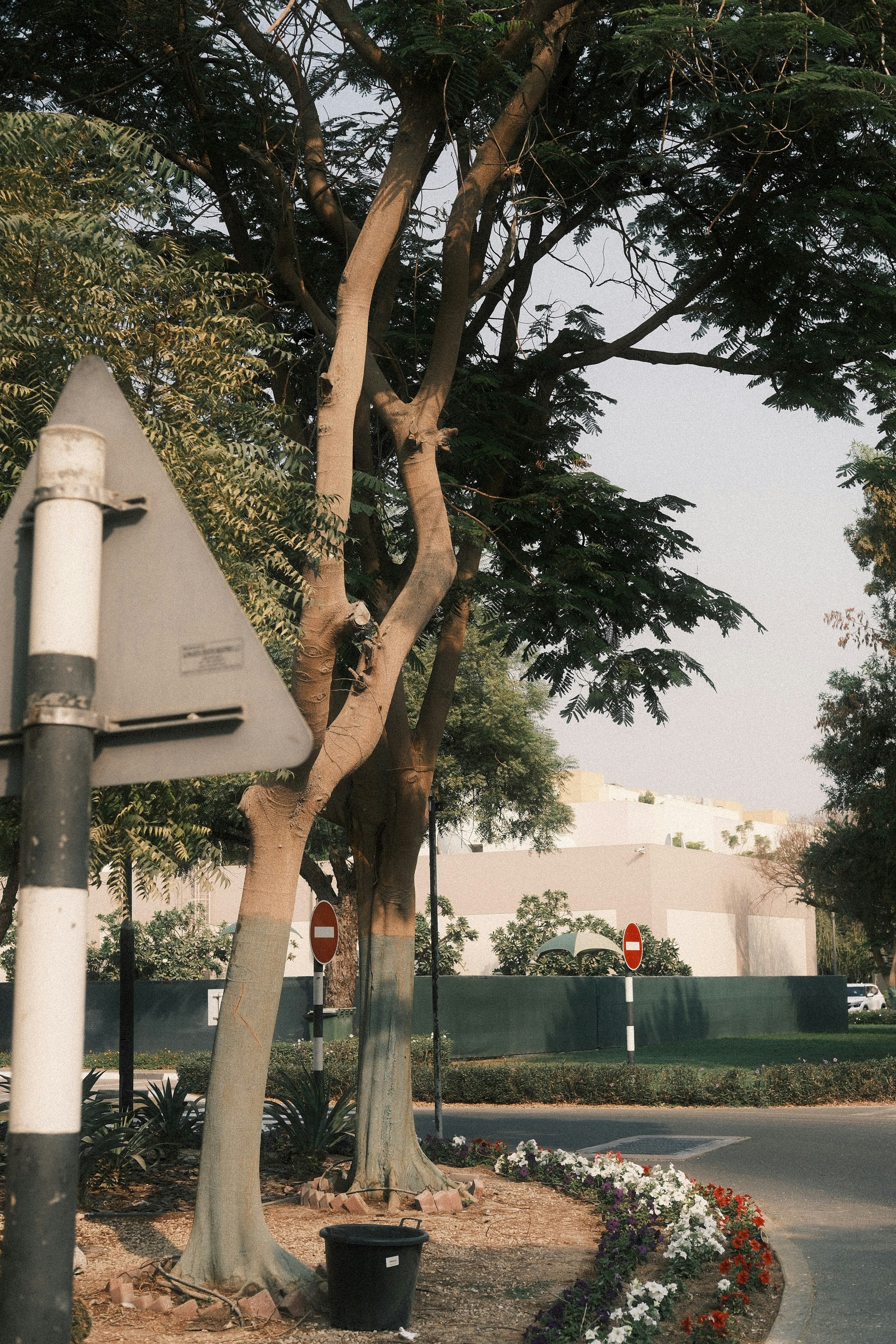 Tree-lined Street with Signage and Curving Flower Bed