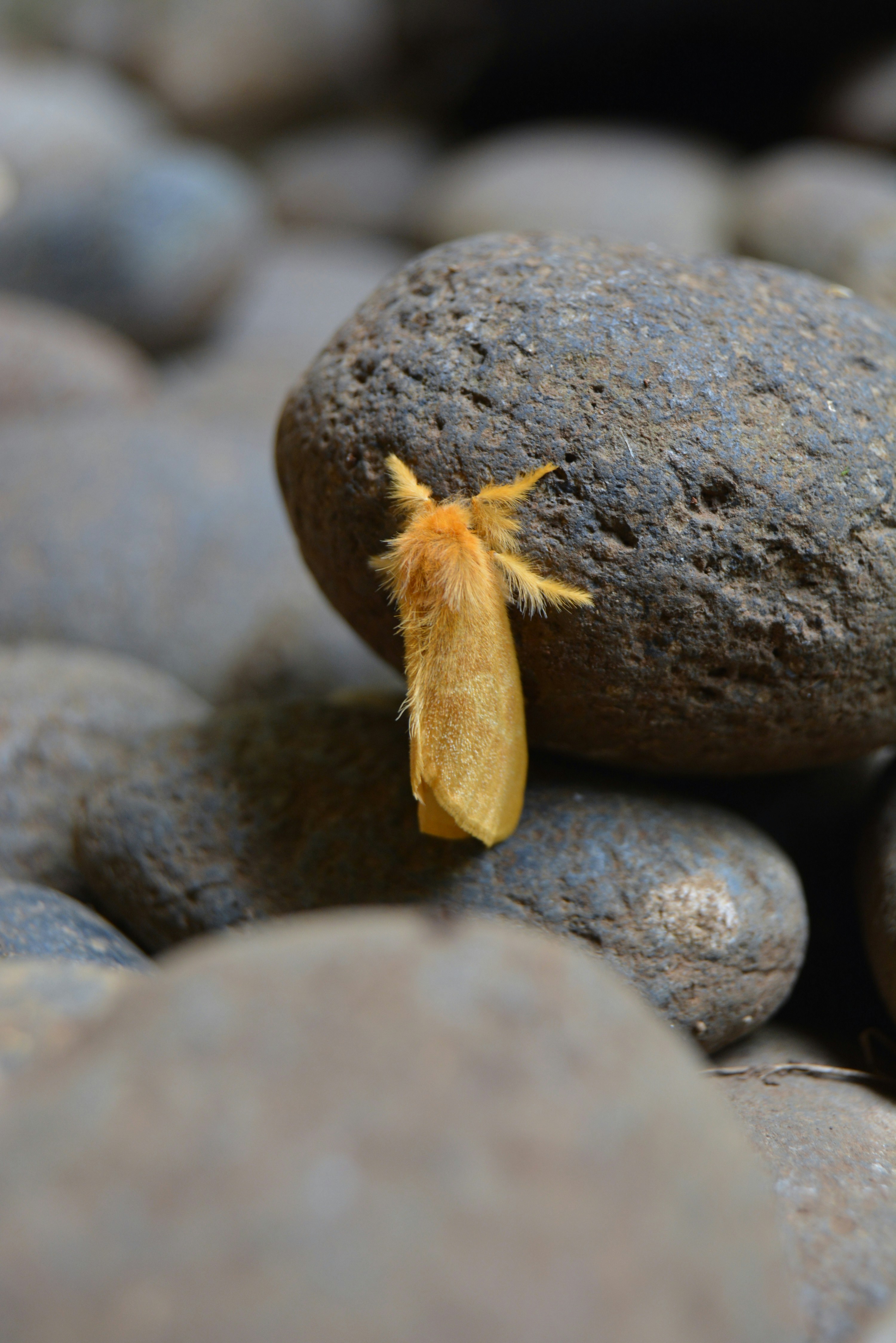 A close-up shot of a yellow, furry moth.