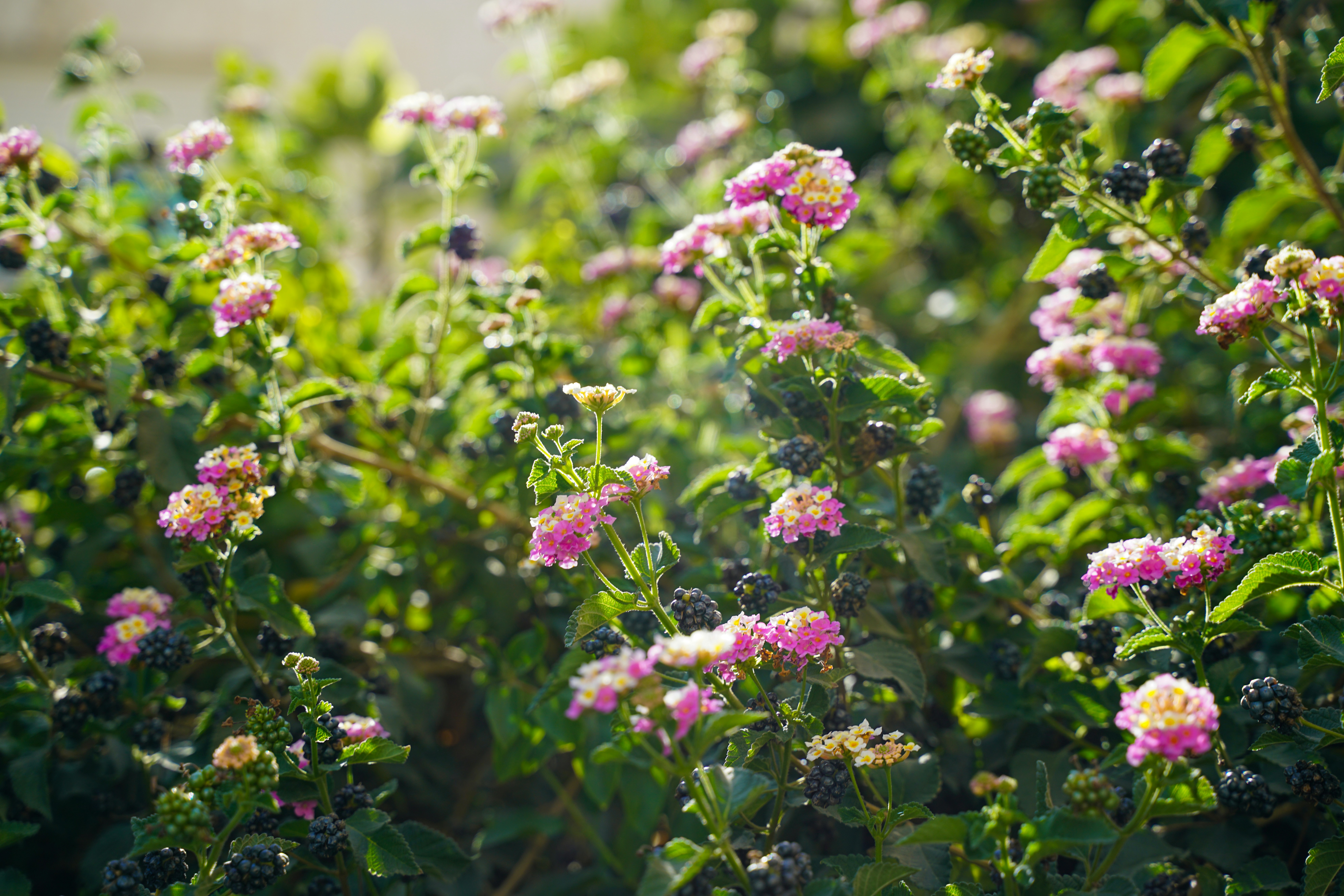 Photo by George 🦅 with Sony Alpha 7R II