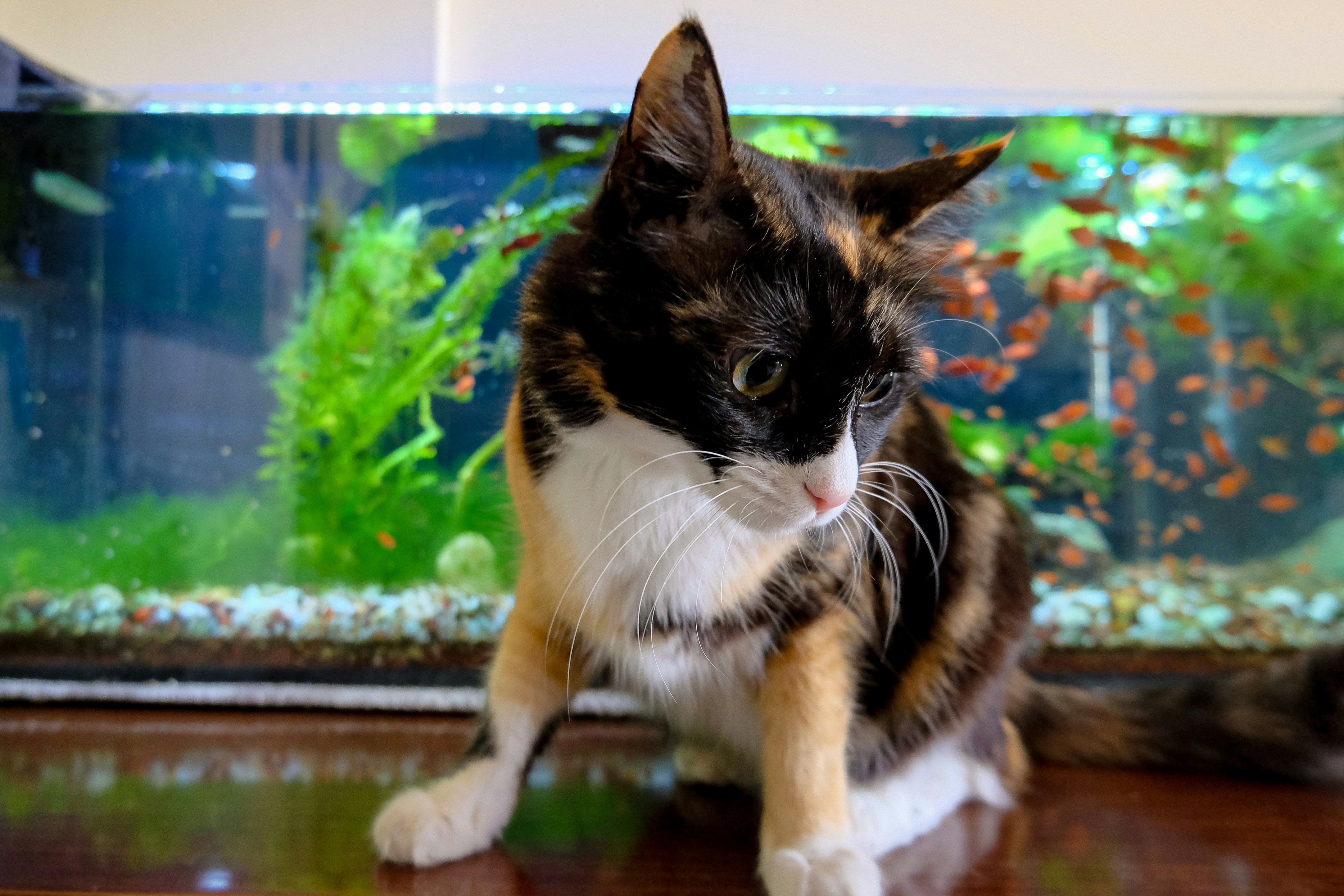 Calico Observer by the Aquarium Window