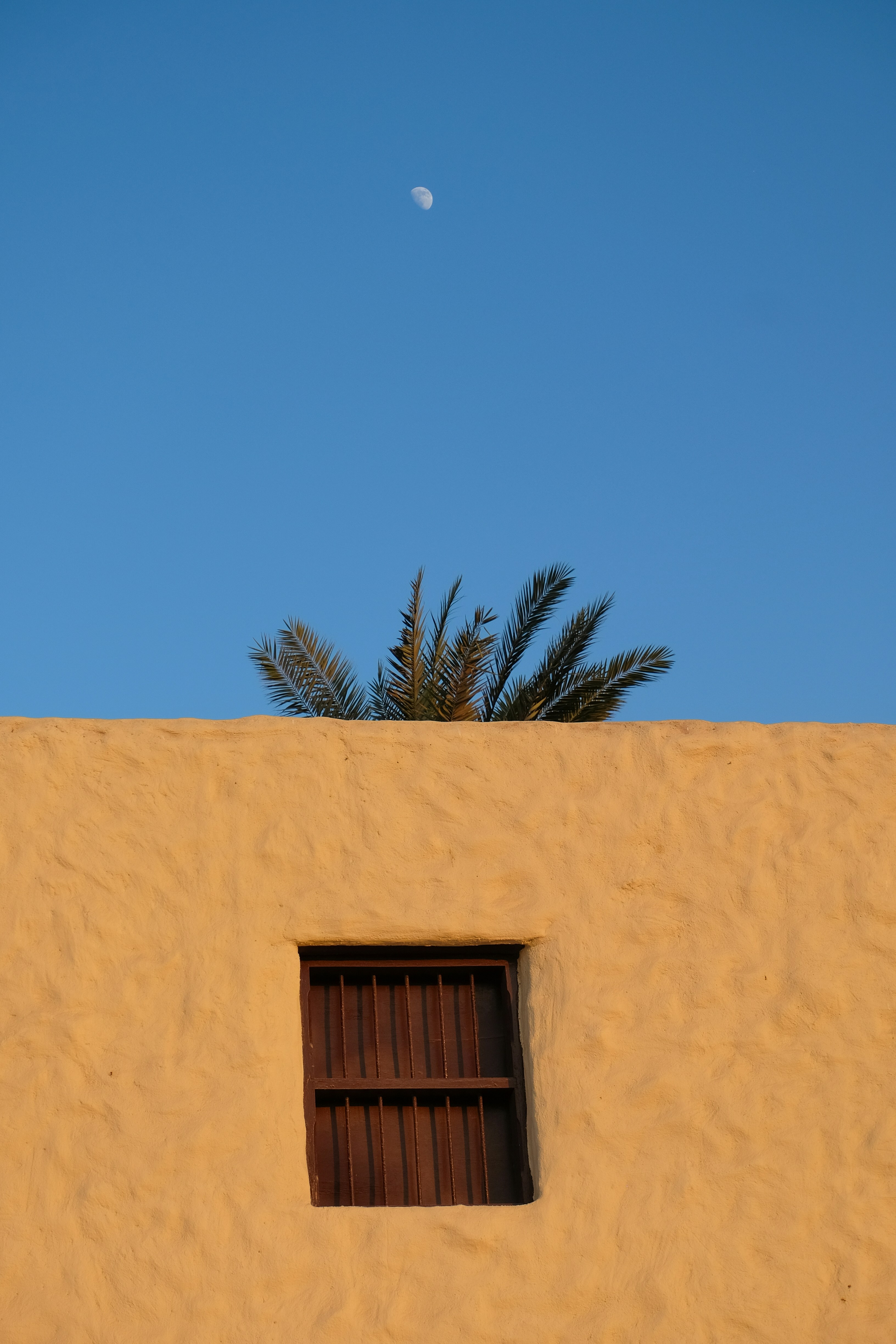 Desert Wall and Palm Silhouette Under a Crescent Sky