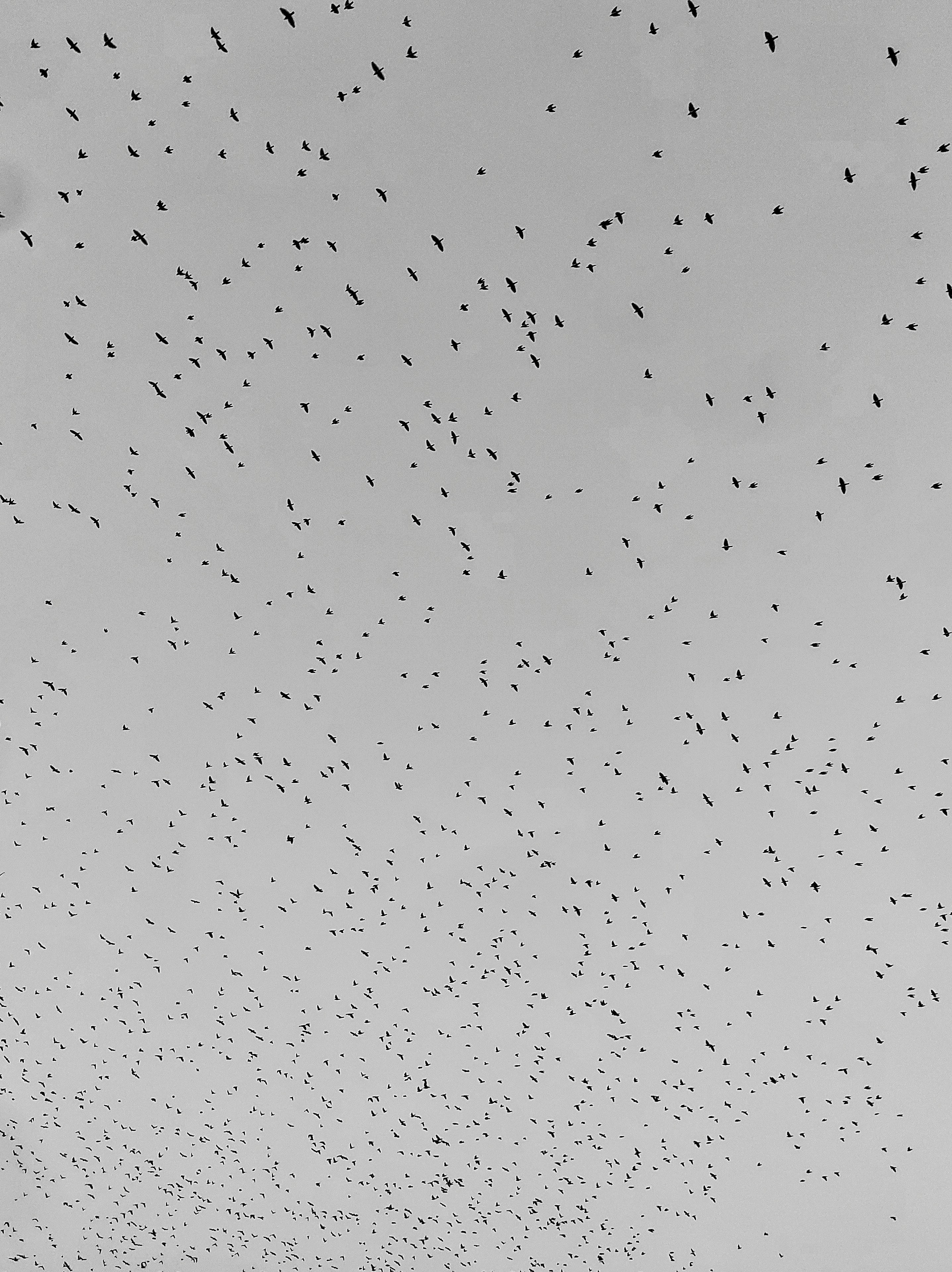 A flock of birds flying in a cloudy sky
