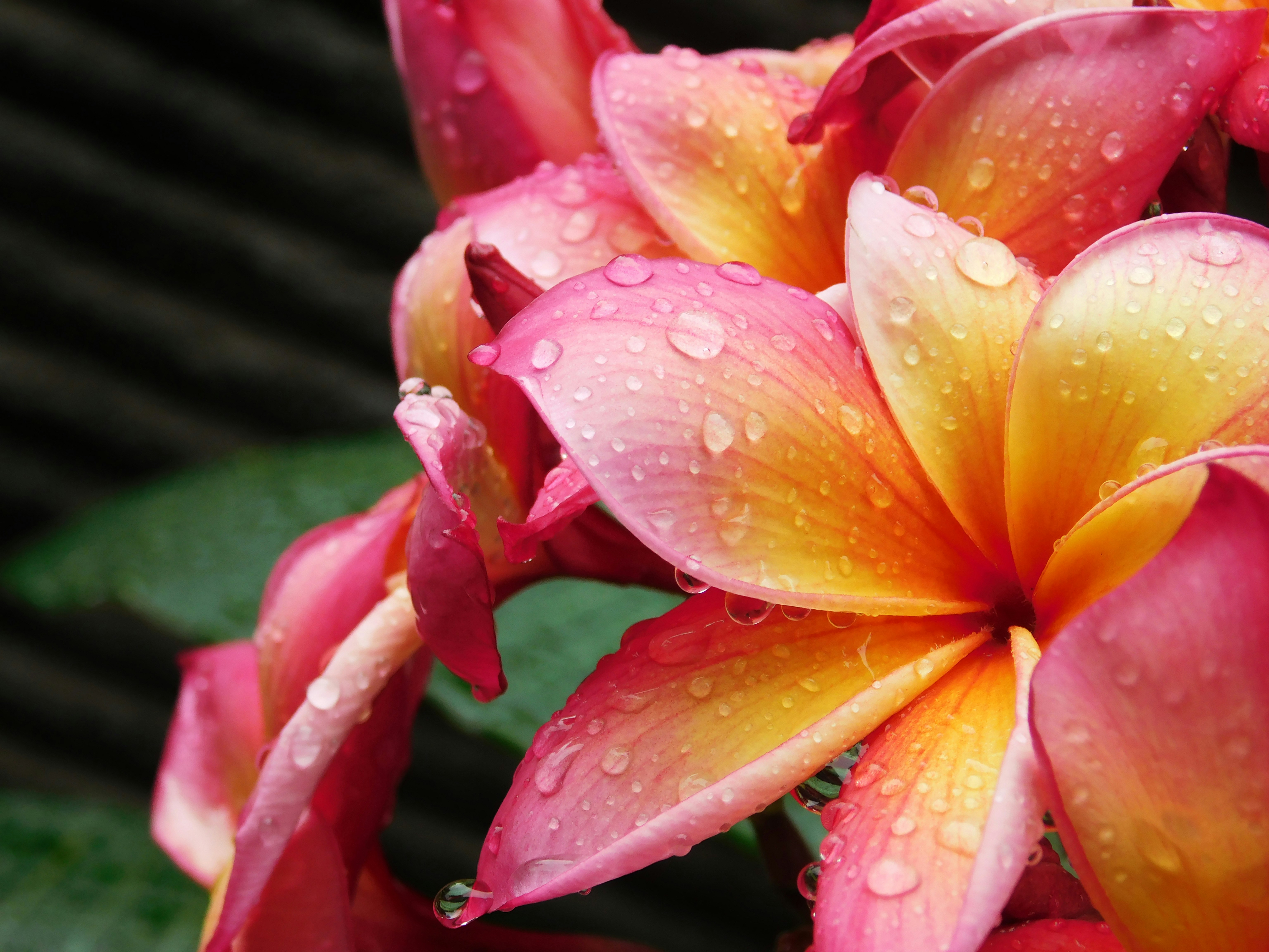 Sunlit Plumeria Rosette in Rain-kissed Detail