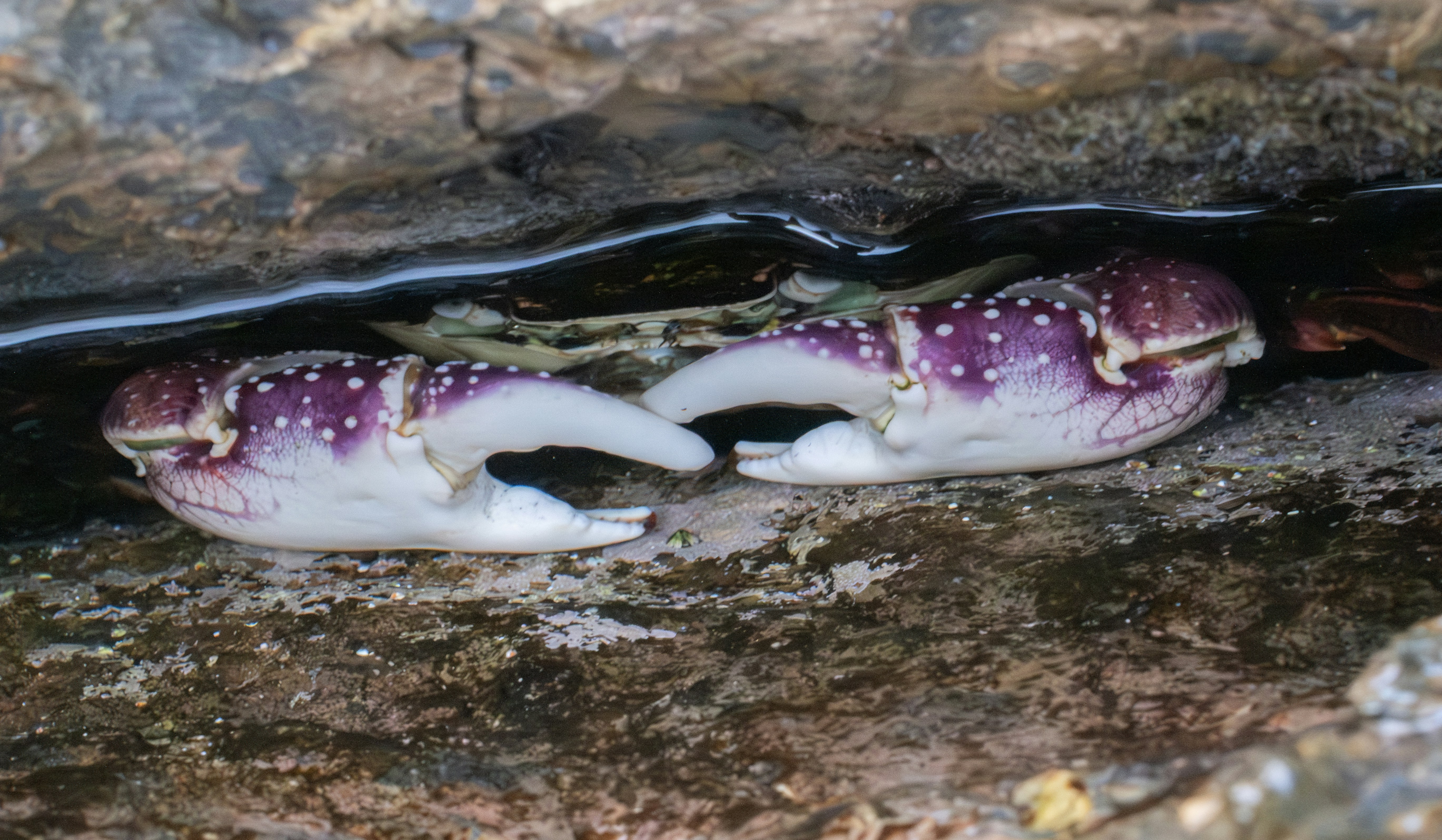 Underrock Crabs: Close-Quarters in a Tidepool Niche