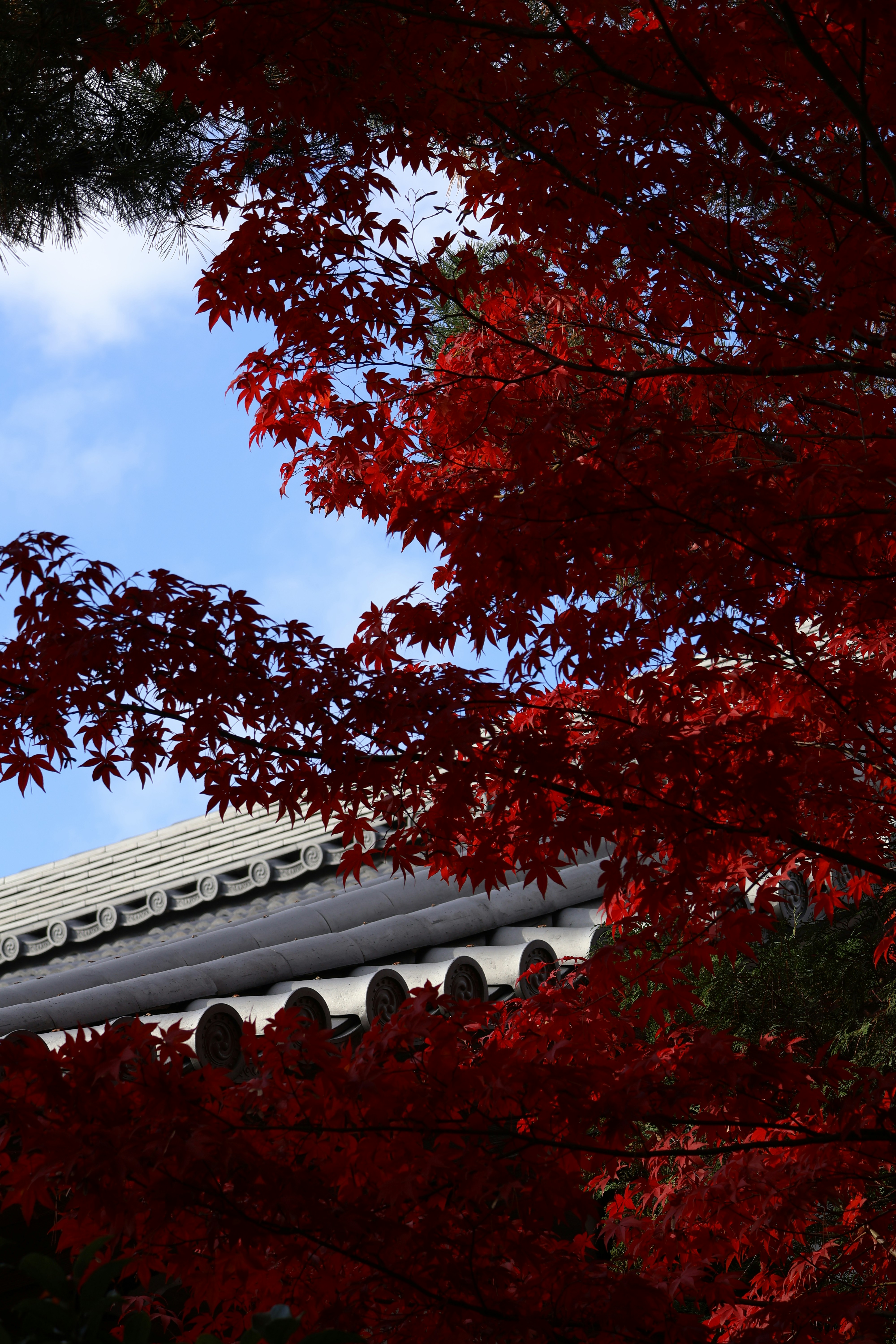 Crimson Maple Canopy Over a Traditional Tile Roof