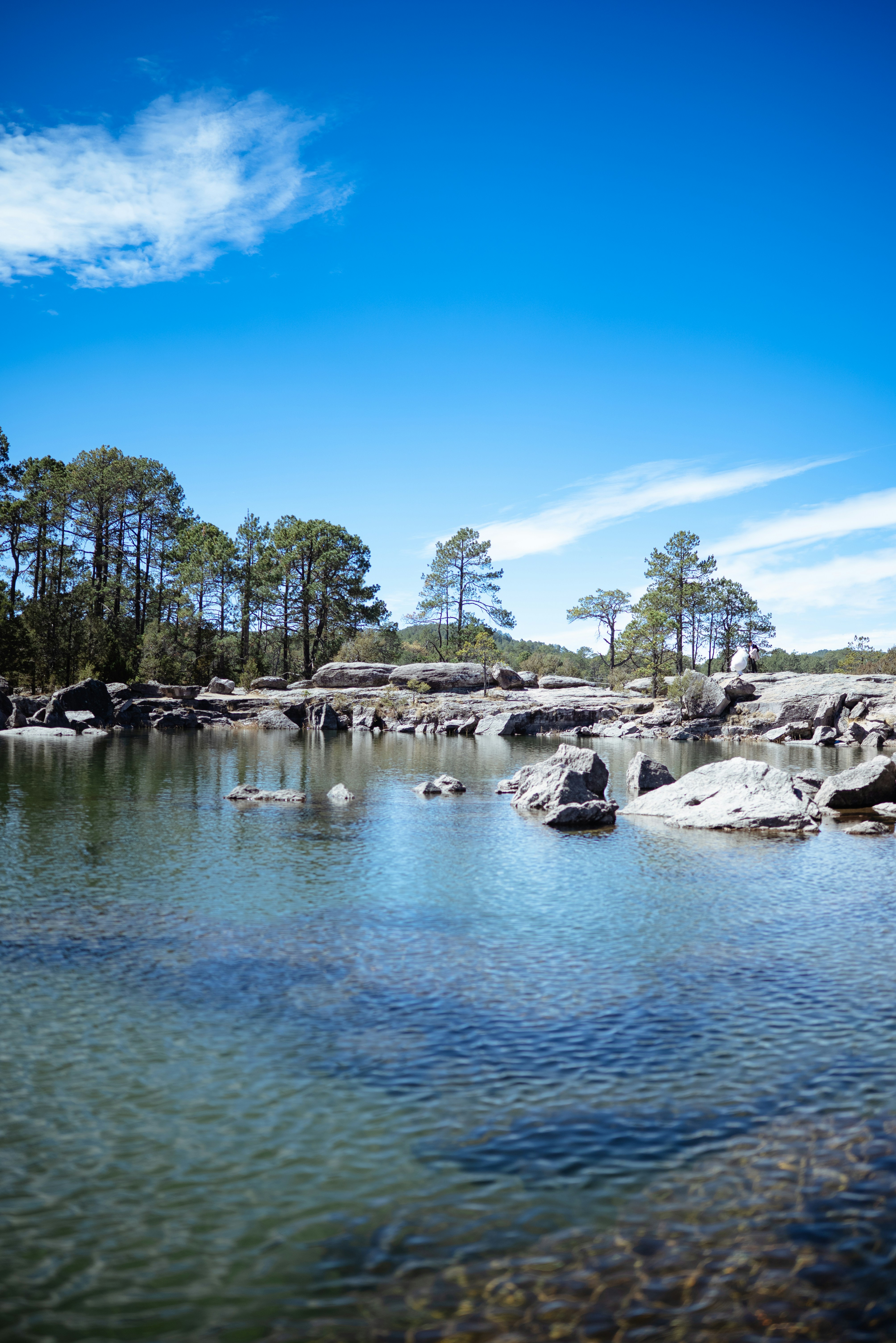 Rugged shoreline etching: sunlit rocks and pines by still water