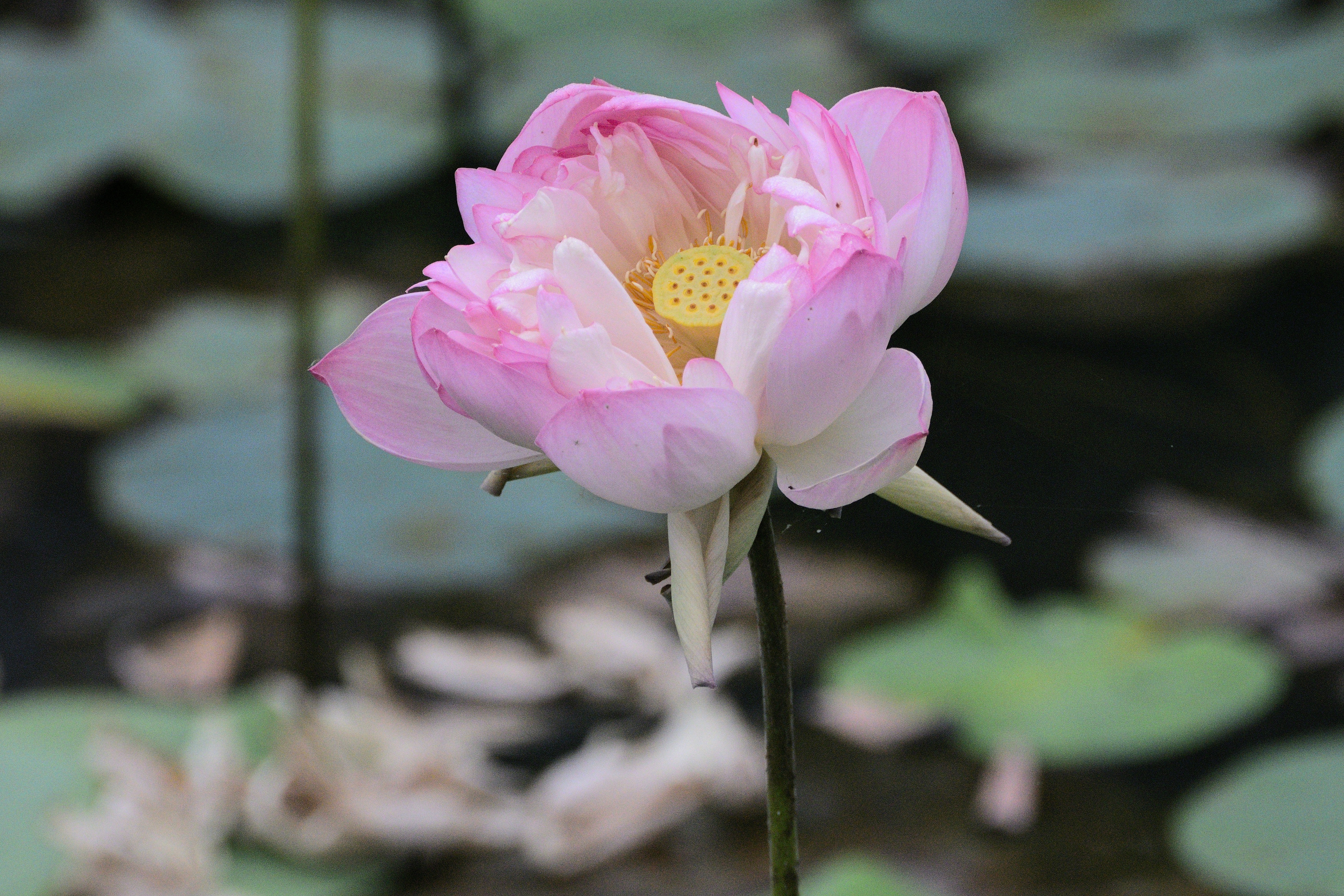 Blooming Lotus Spotlight: soft pink petals unfurling above a tranquil pond