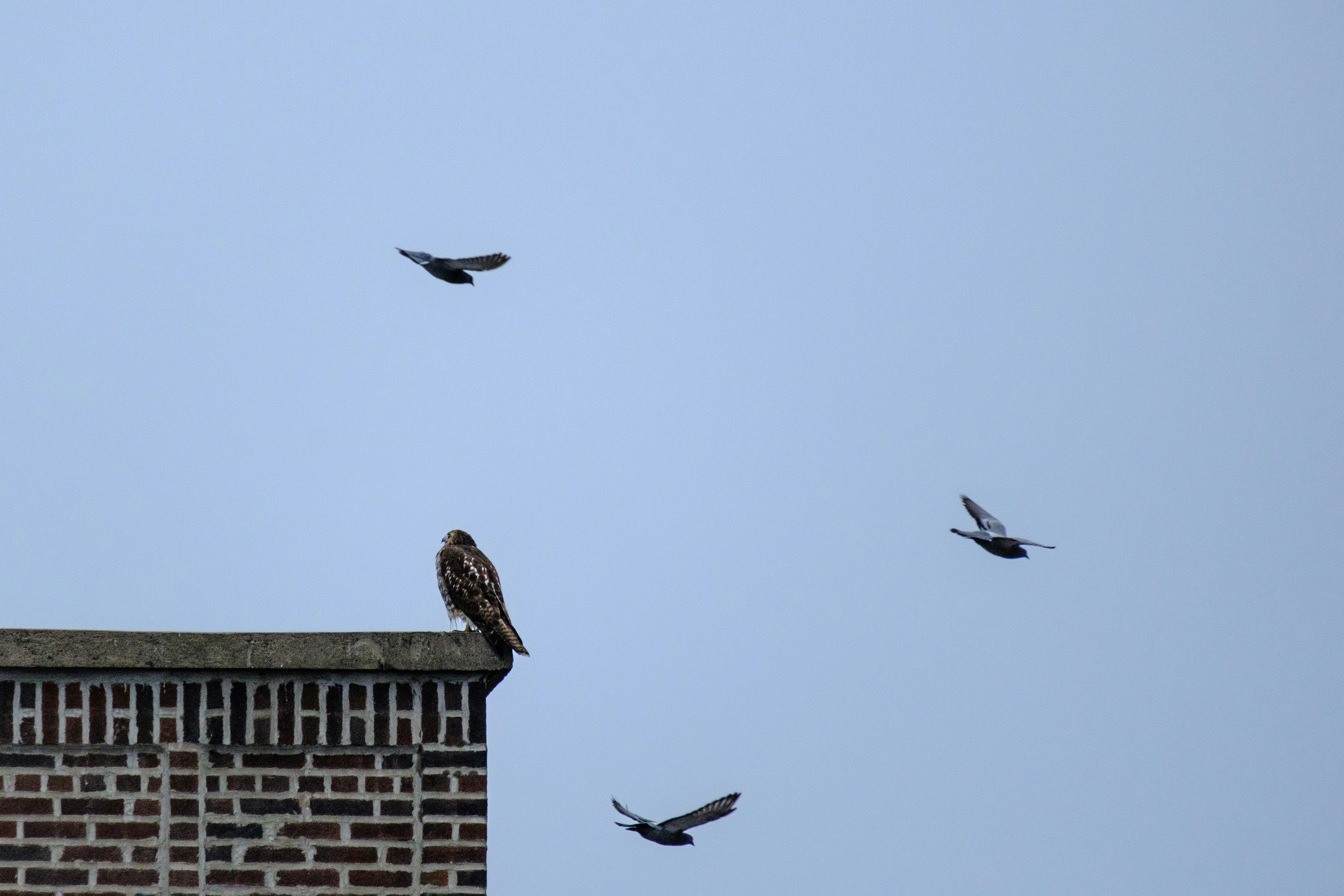 Raven Watch from a Brick Perch