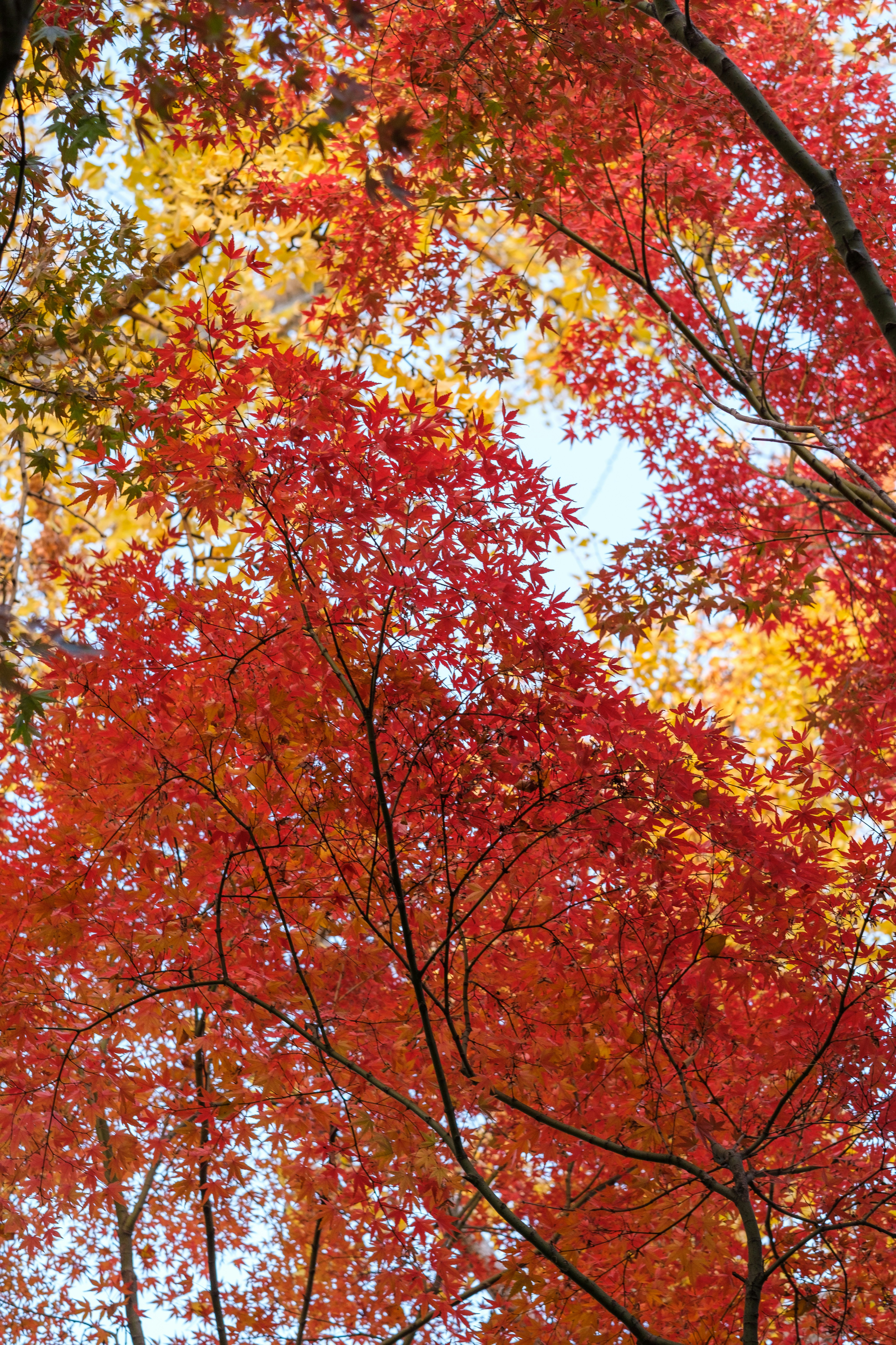 Photo by Wenhao Ruan with Fujifilm X-T3