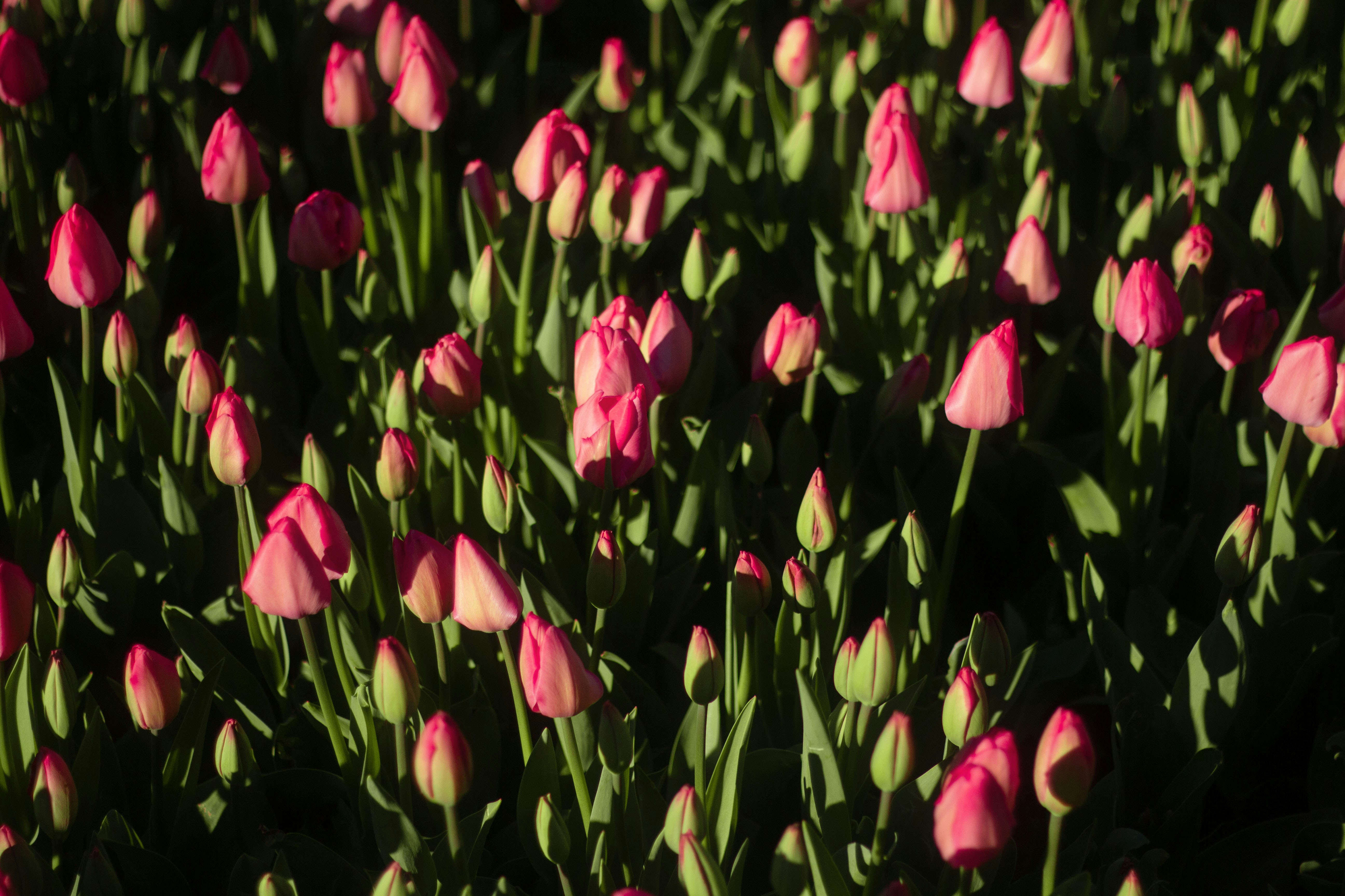 Tulip Tide: a Patchwork of Pink Buds in Sunlit Fern-green Field