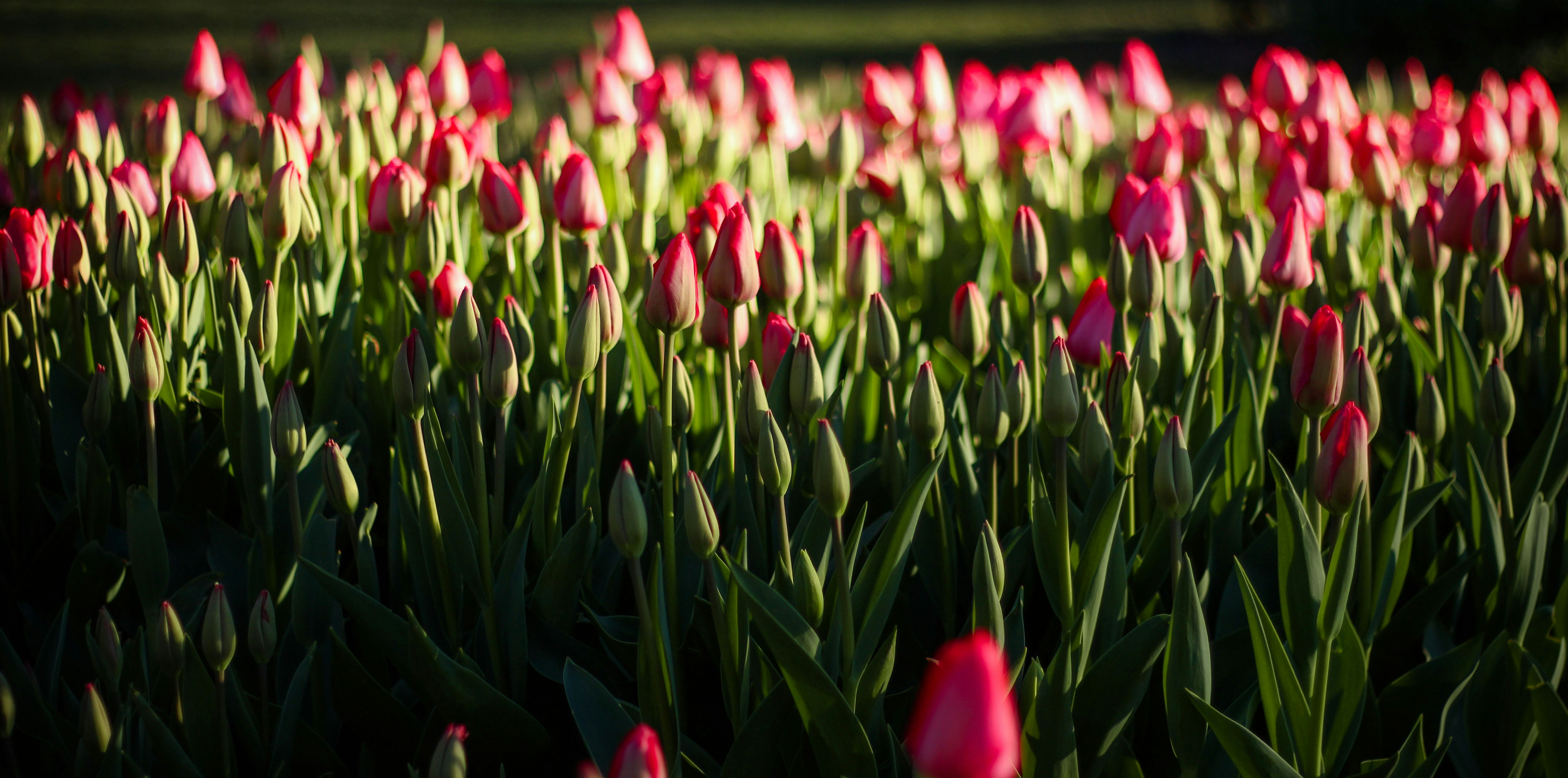 Sunlit Tulip Ridge: A Sea of Crimson Buds at Dusk