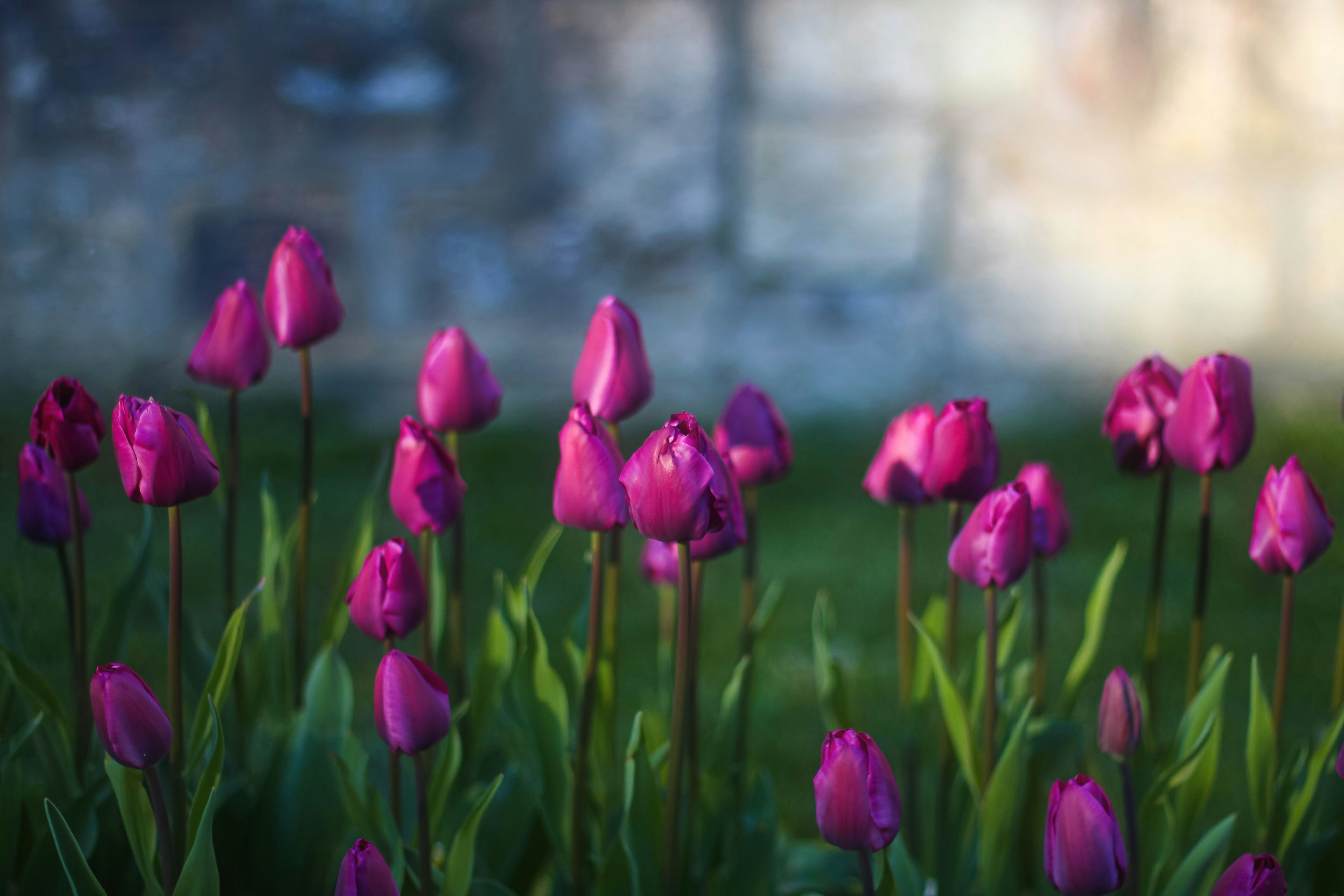 Morning Meadow: Purple Tulips Reach for the Light