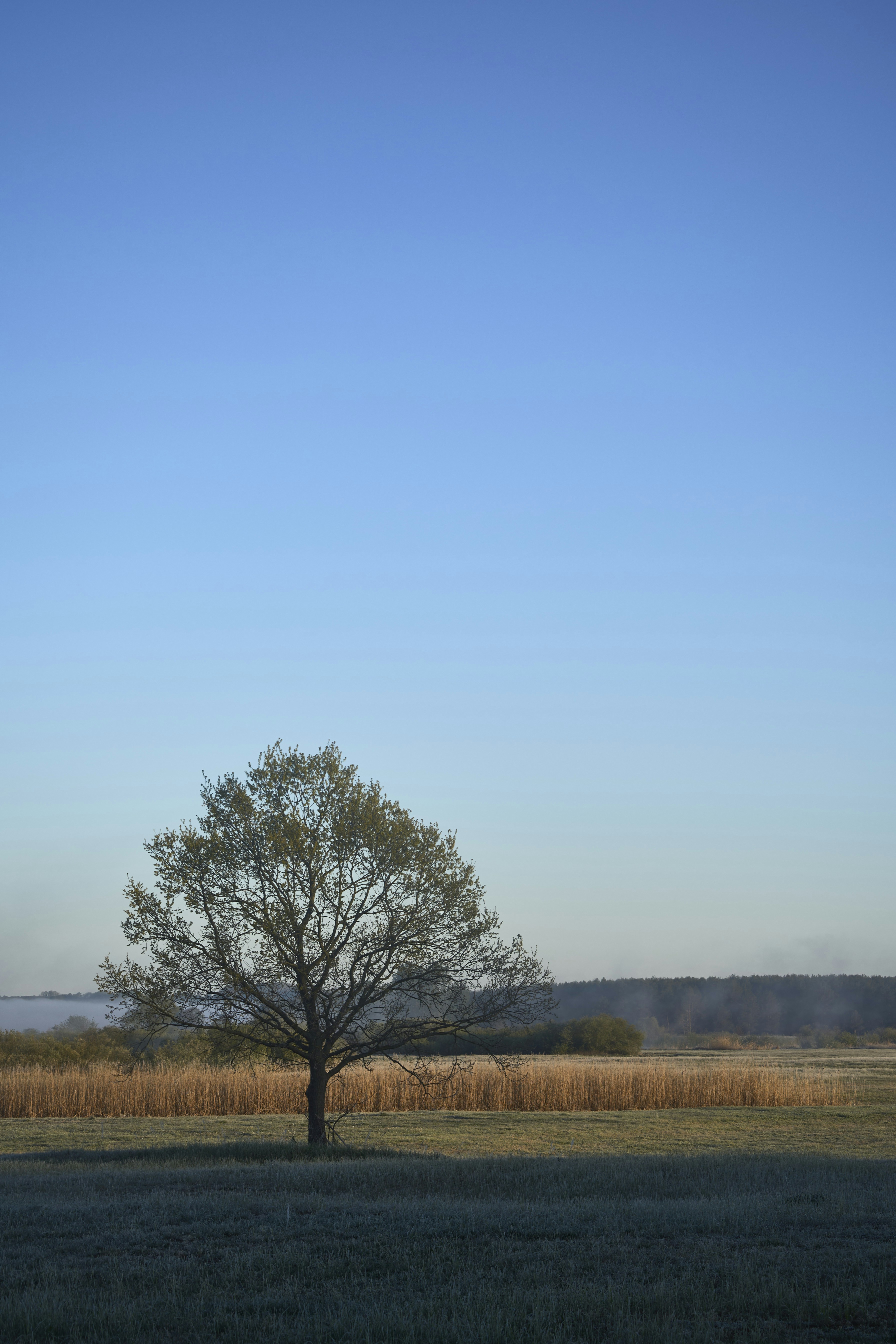 Photo by Wolfgang Hasselmann with Sony Alpha 7 IV