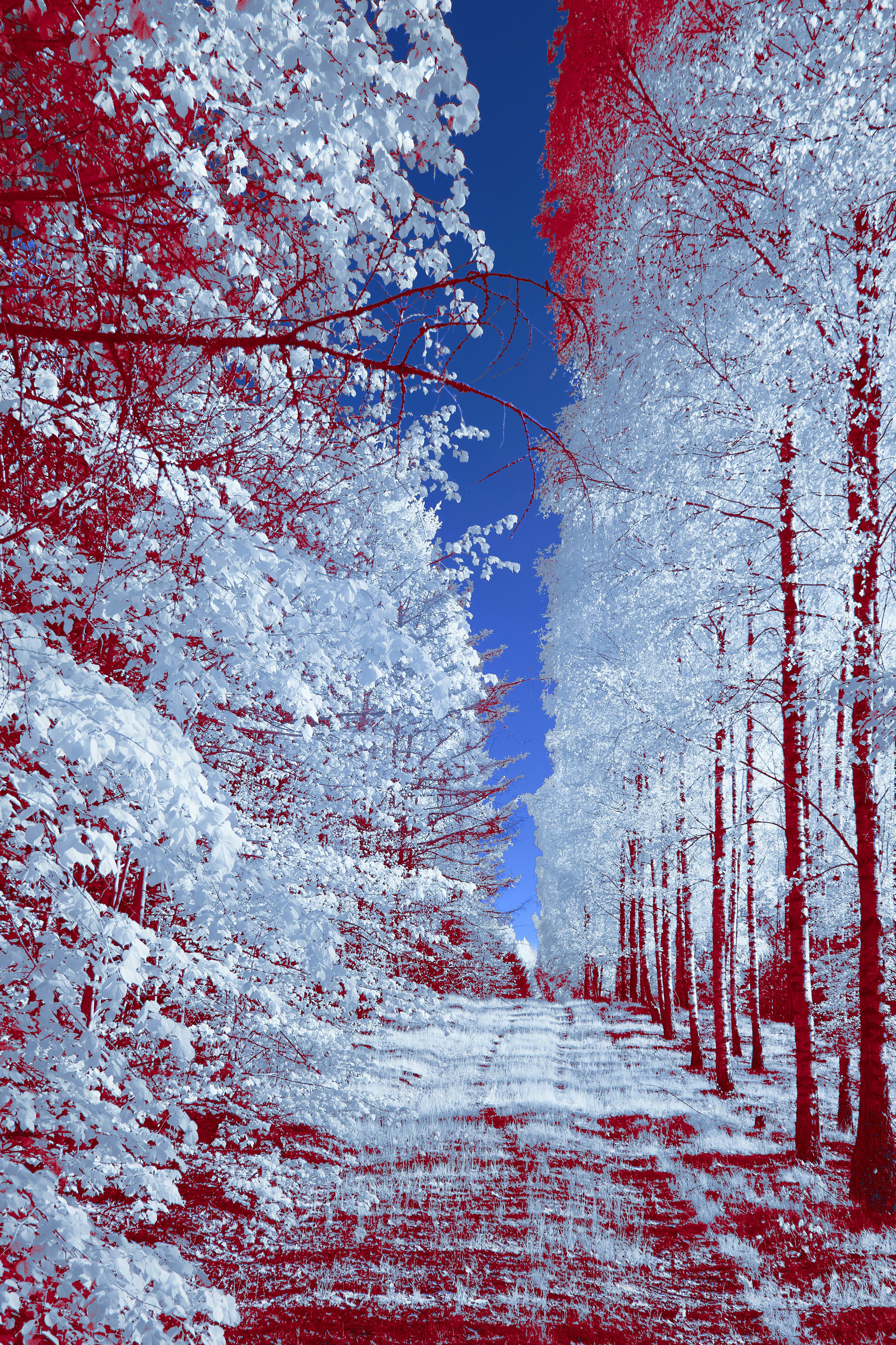 Infrared Forest Path: Crimson Leaves and Indigo Sky