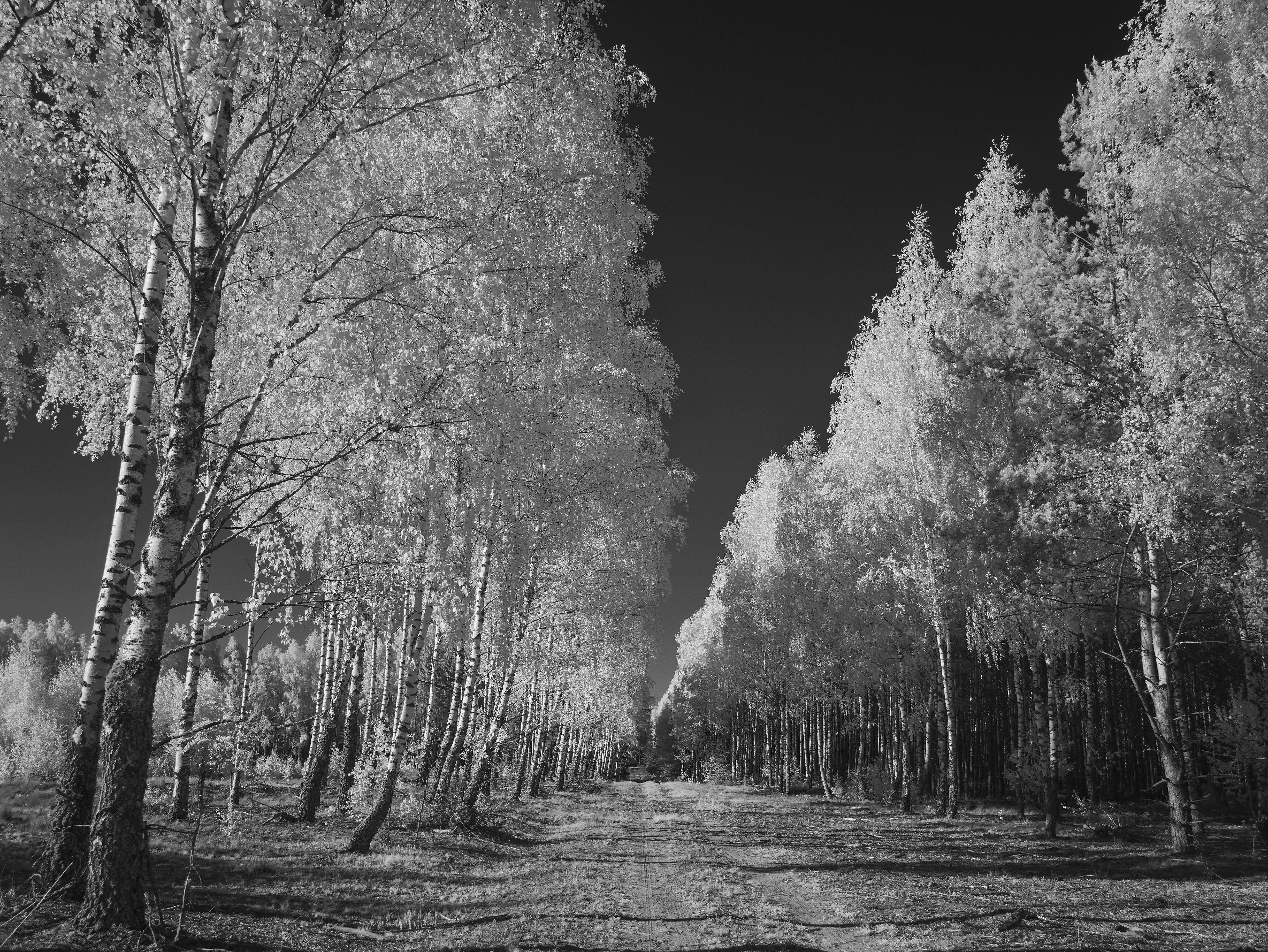 Diminishing Path: A Forest Corridor Toward the Vanishing Horizon