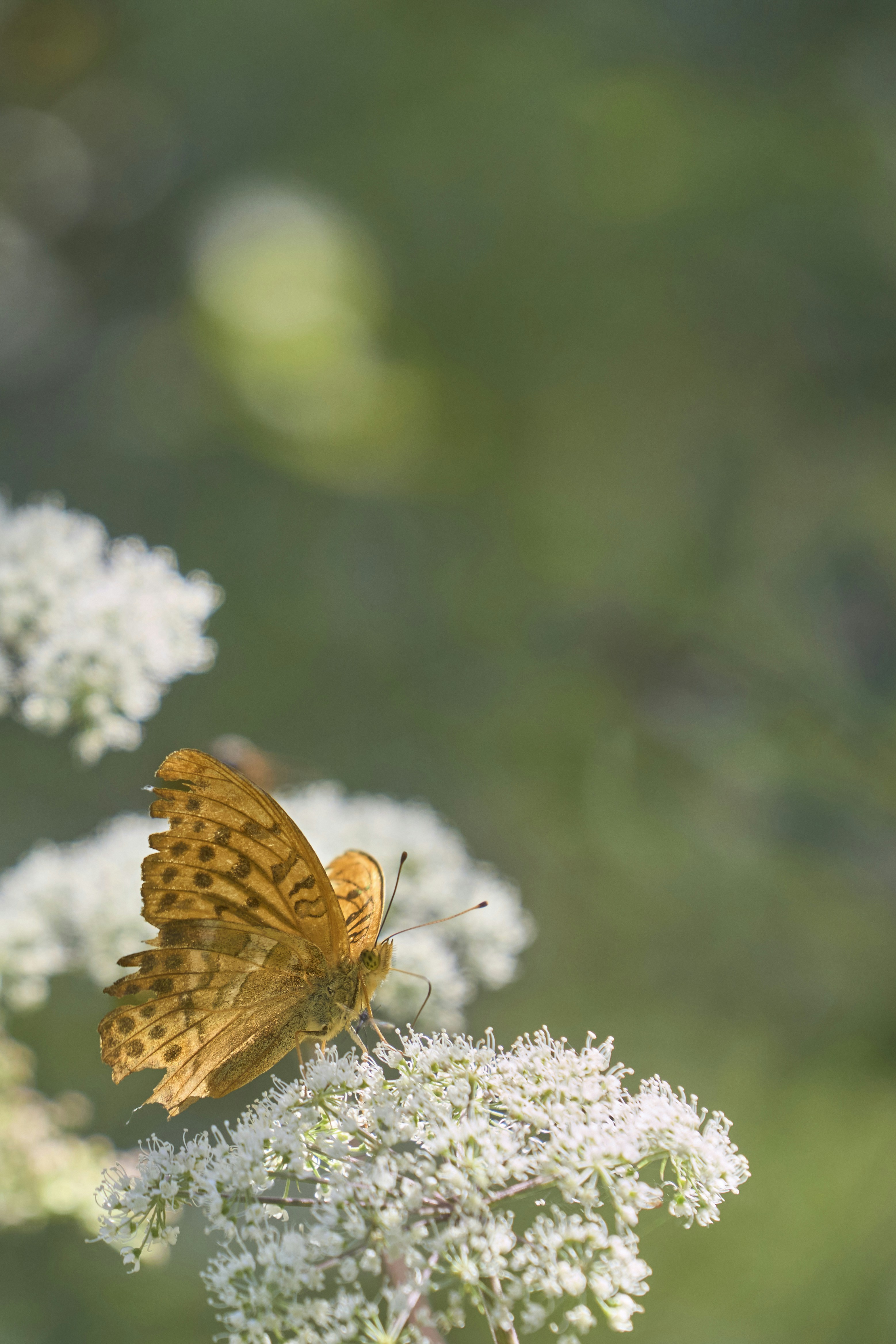 Golden Brush: A Butterfly Perched on White Queen-Anne's Lace