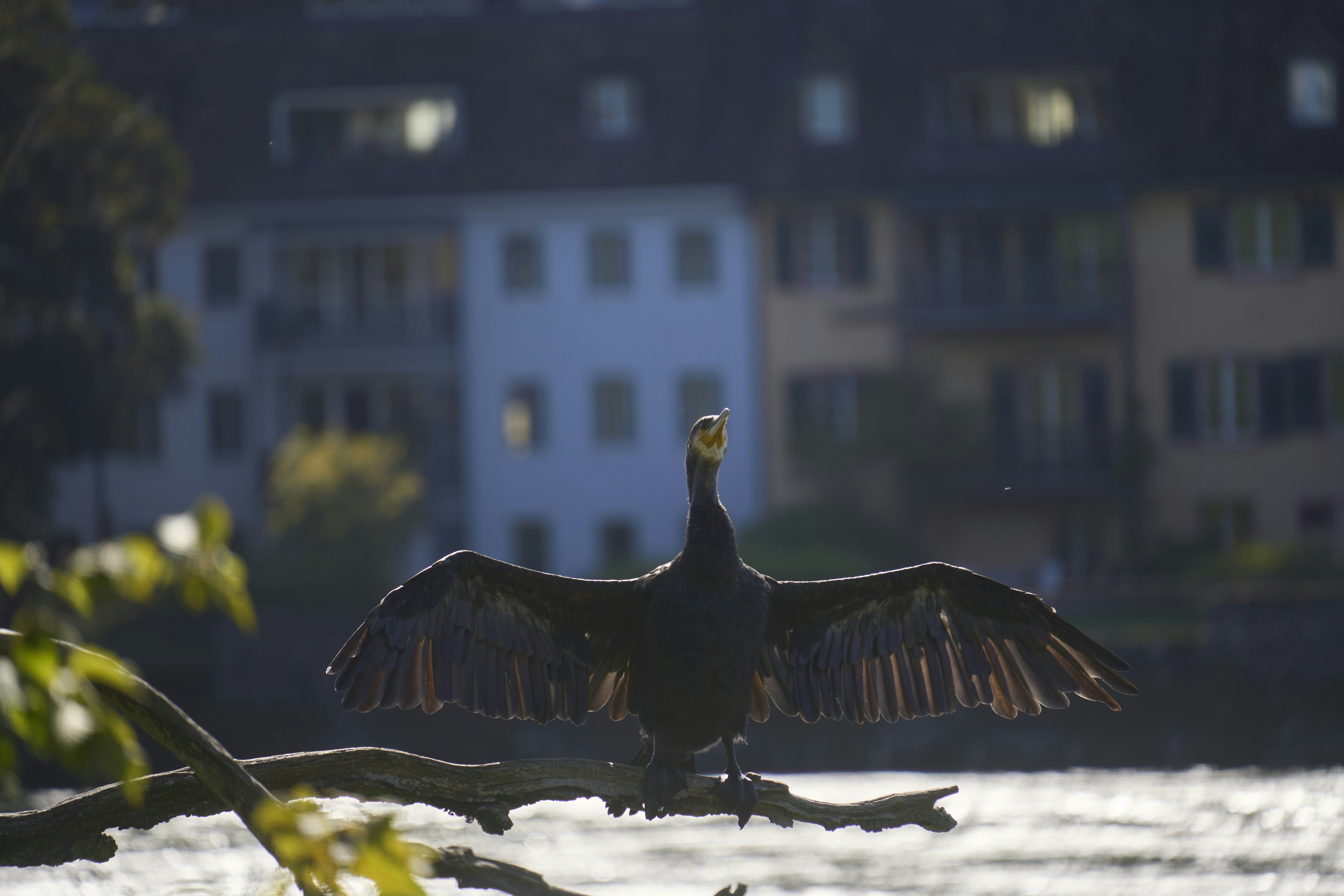 Winged Center: A Heron Gently Spreads its Evening Reach Over the River
