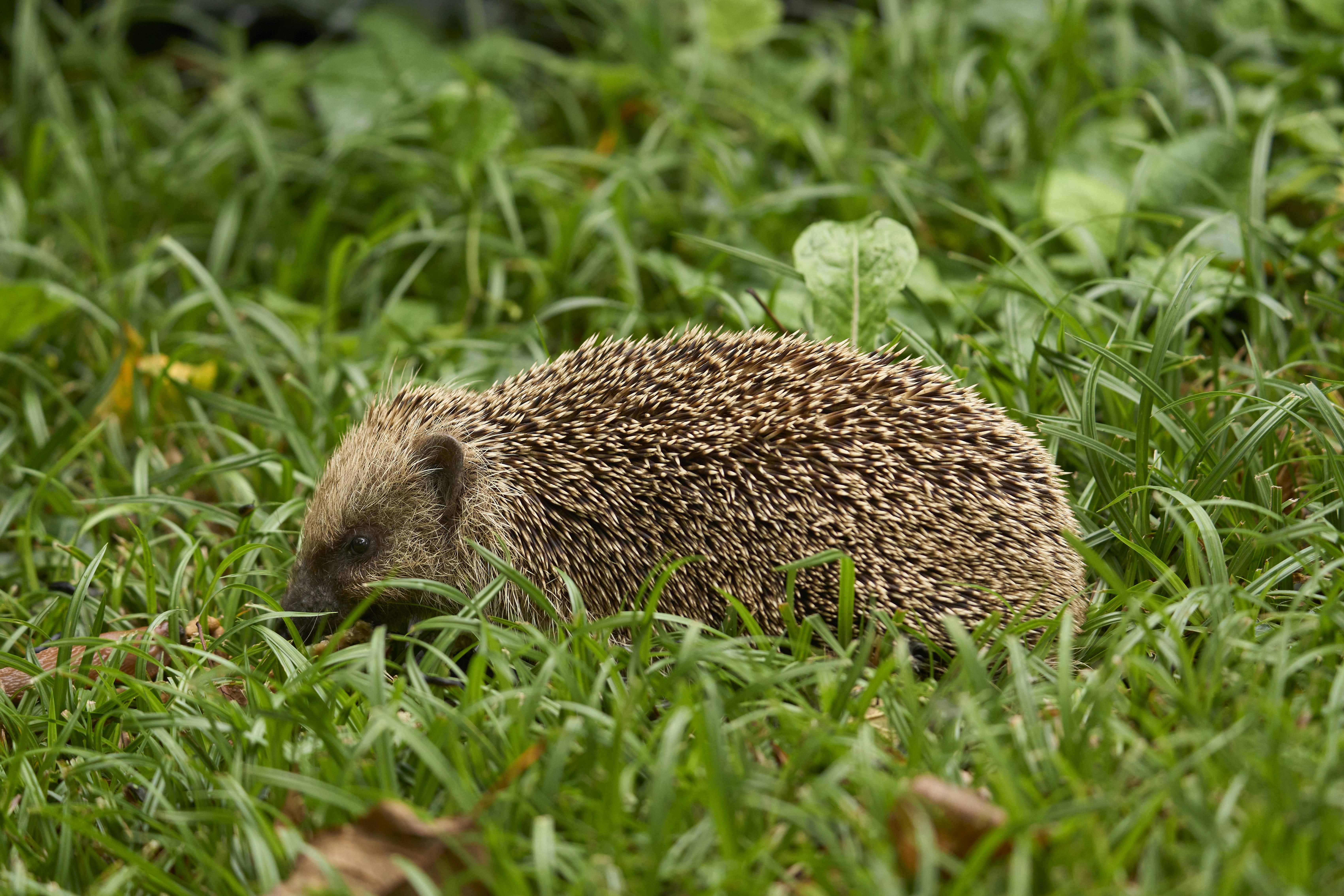 Hedgehog Pause in a Spring Meadow