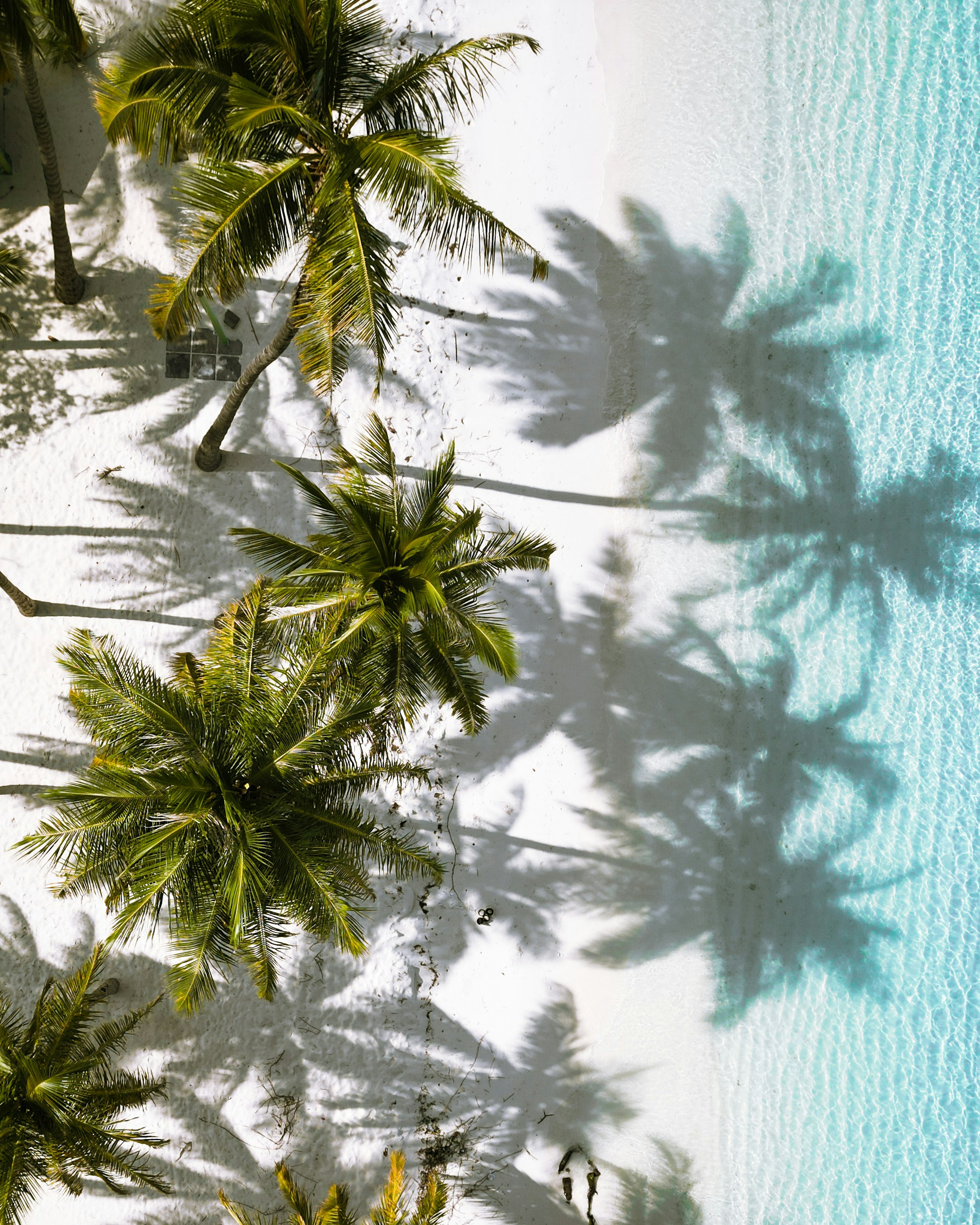 Shadowed Palms along White-Sand Edge