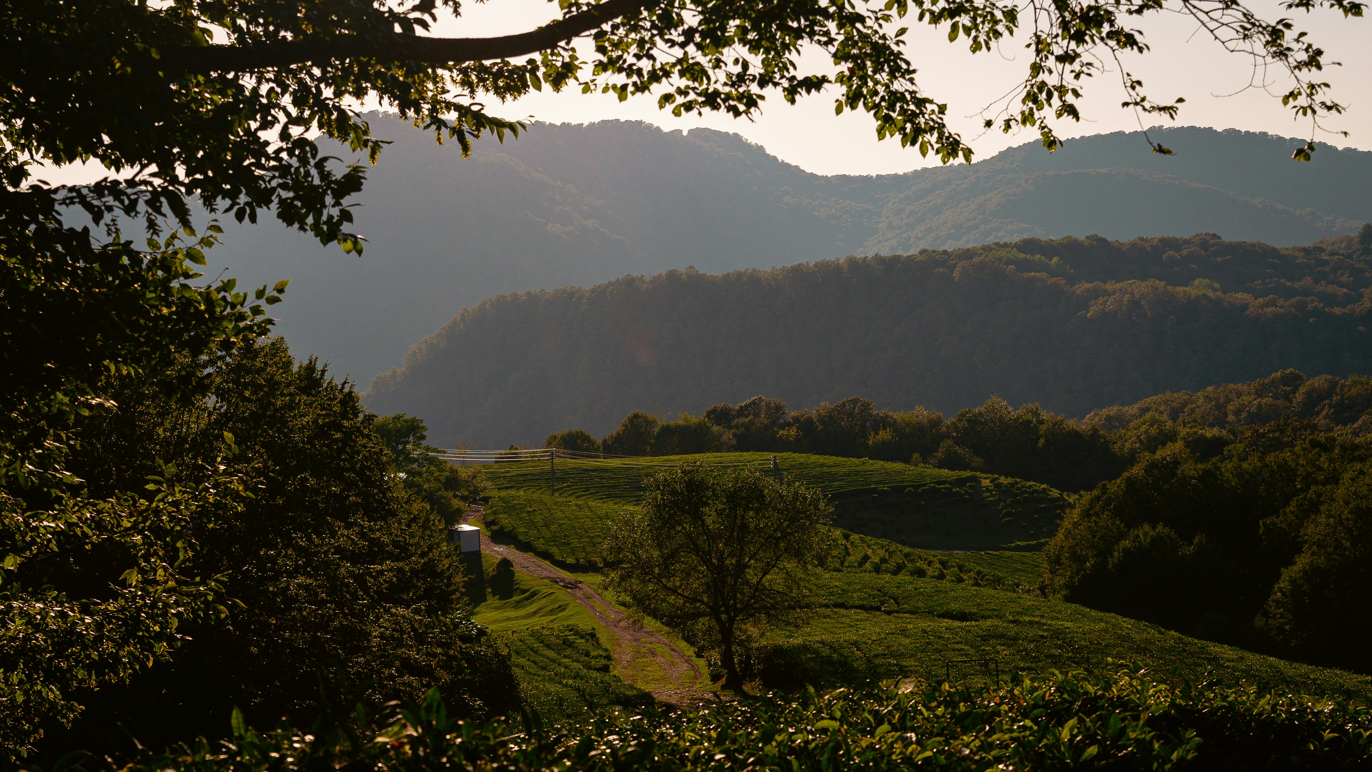 Terraced Hillside at Dusk: A Quiet Valley Between Wind-Swept Pines