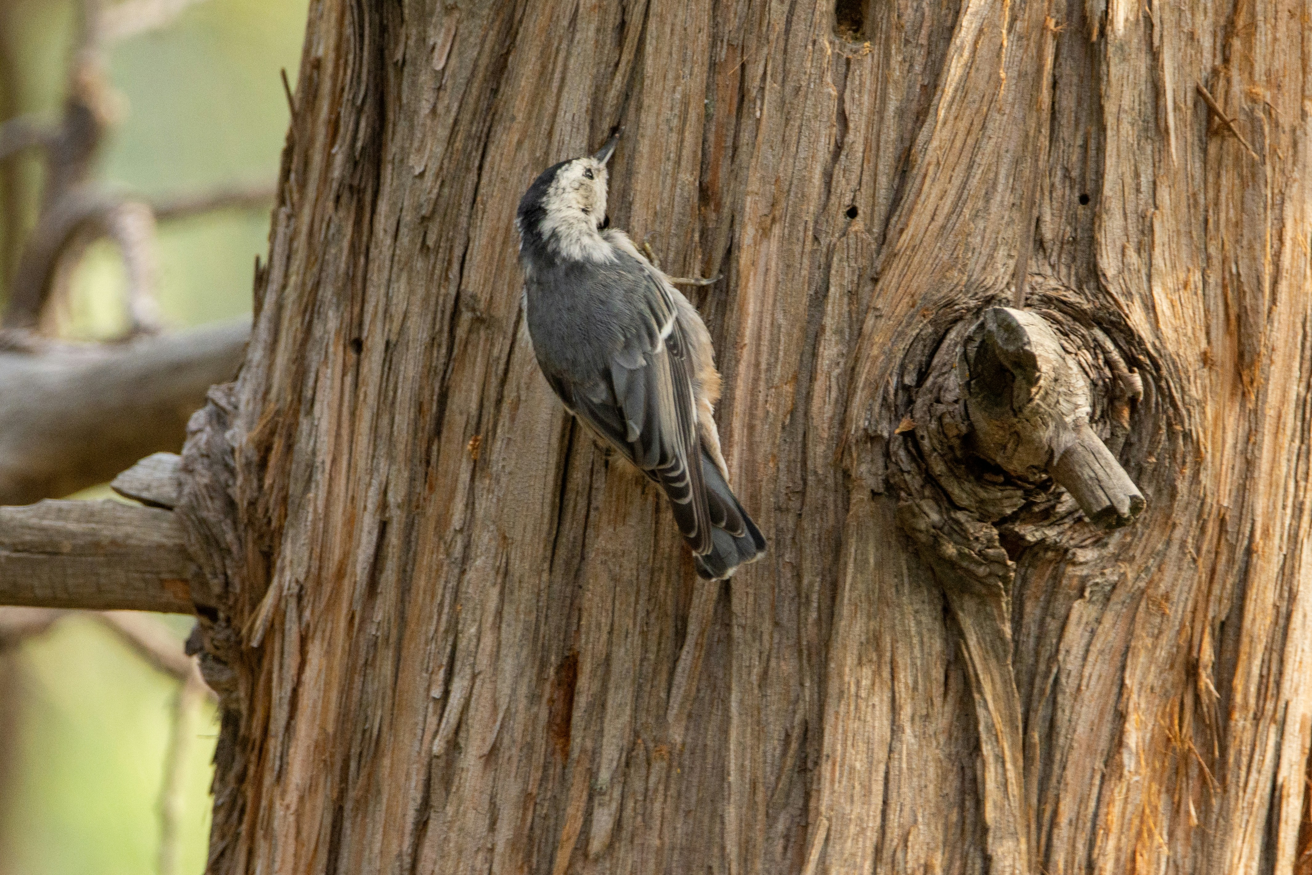 A White-breasted Nuthatch climbs the side of a tree on a cool summer morning in the community of Crestline on Friday, July 18, 2025.