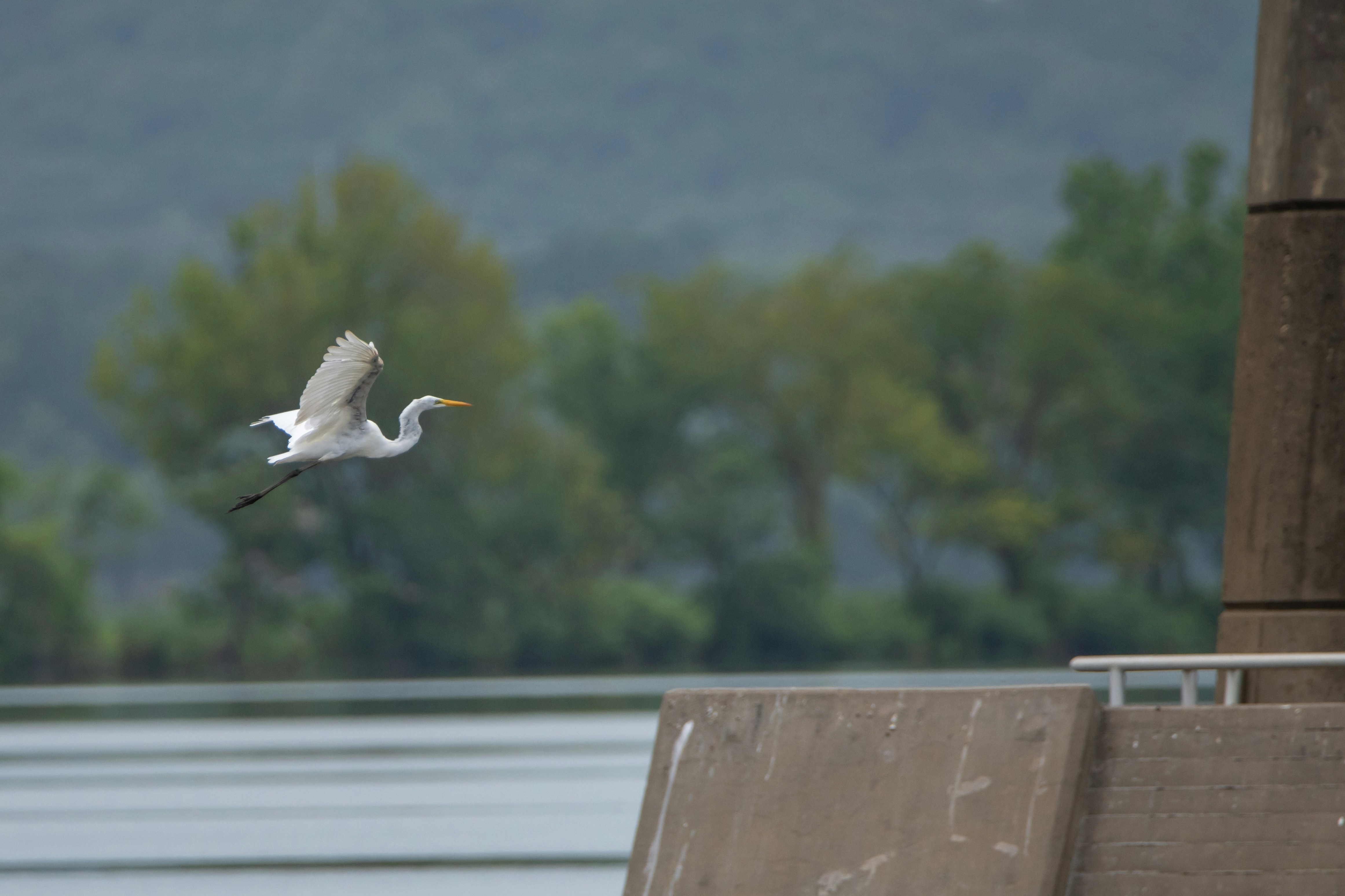 Heron in Flight over a Quiet Riverbank