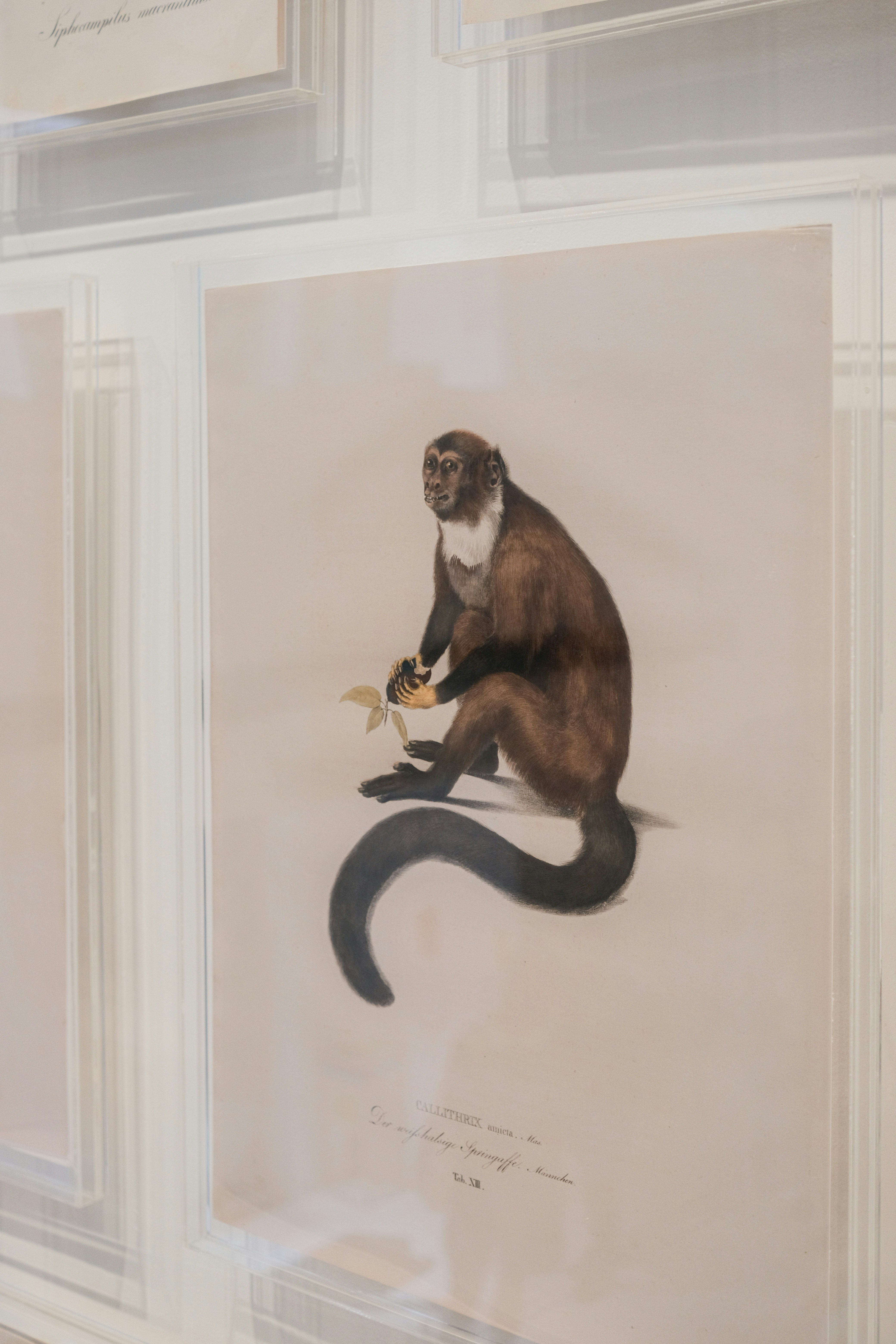 Monkeys and the Leaf: A Gentle Portrait in Soft Framing