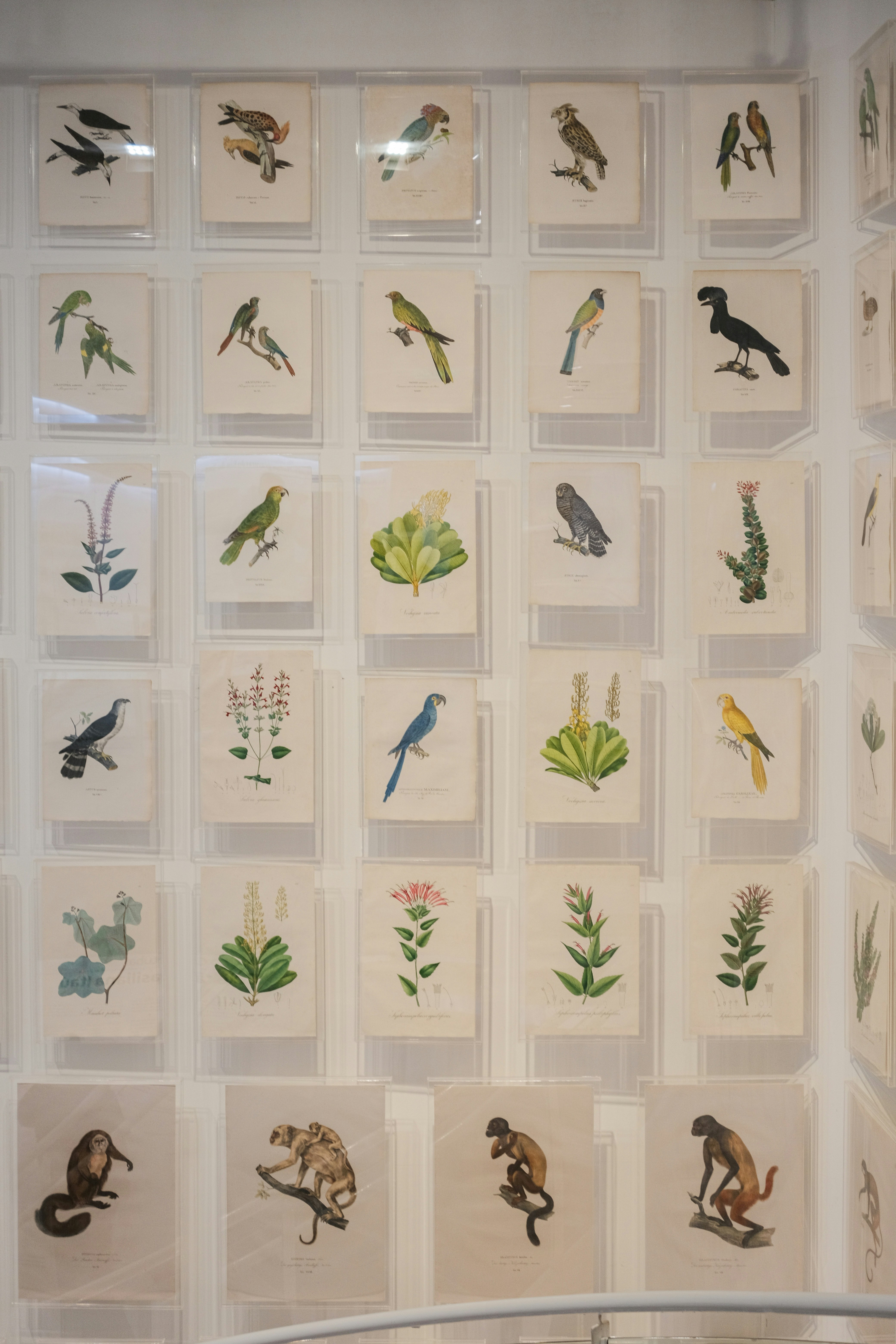 A grid of naturalist portraits: birds, plants, and small mammals archived in a glass-front display