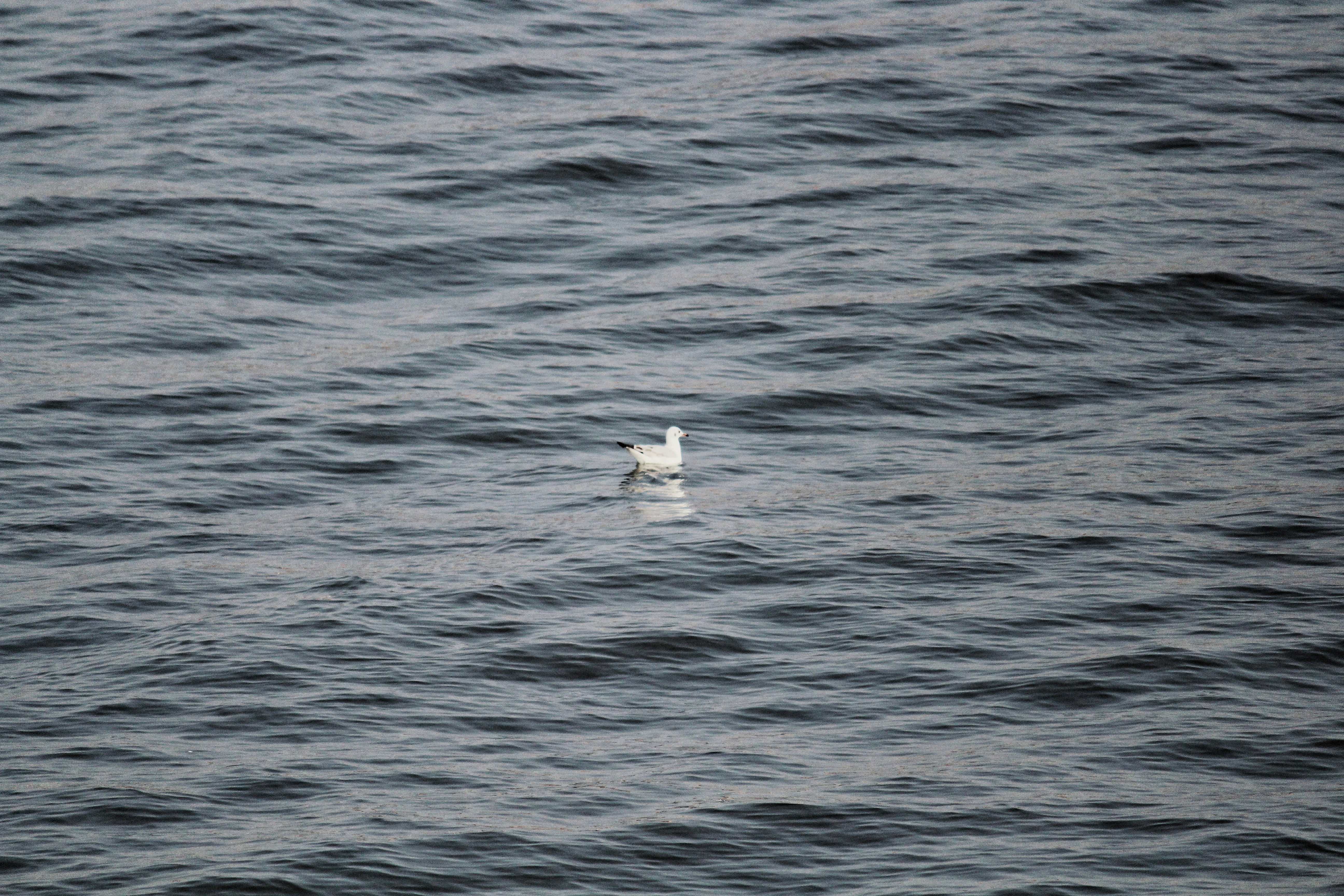 A bird in its element on the surface of a water body.