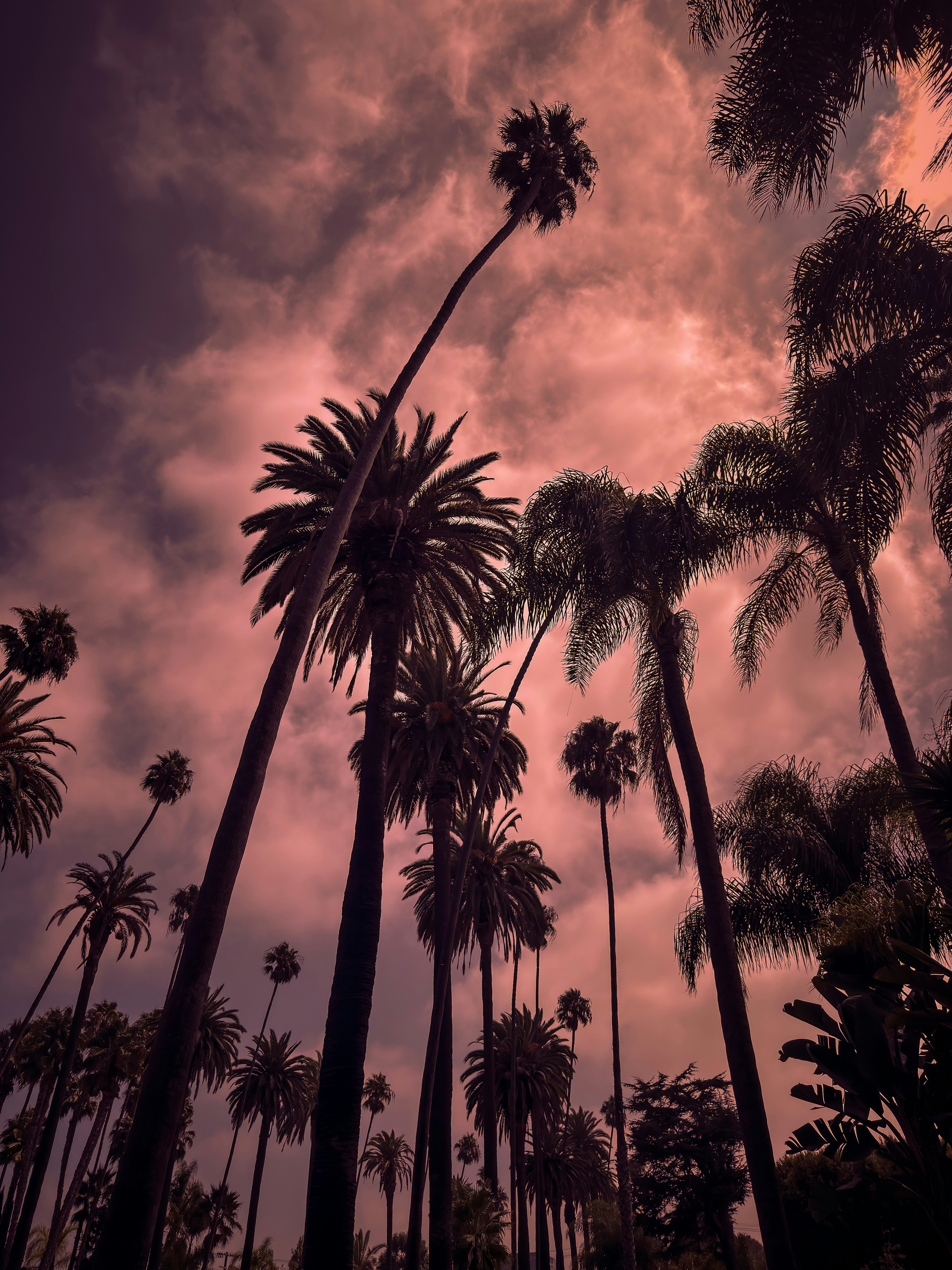 Palm silhouettes under a rose-hued sky