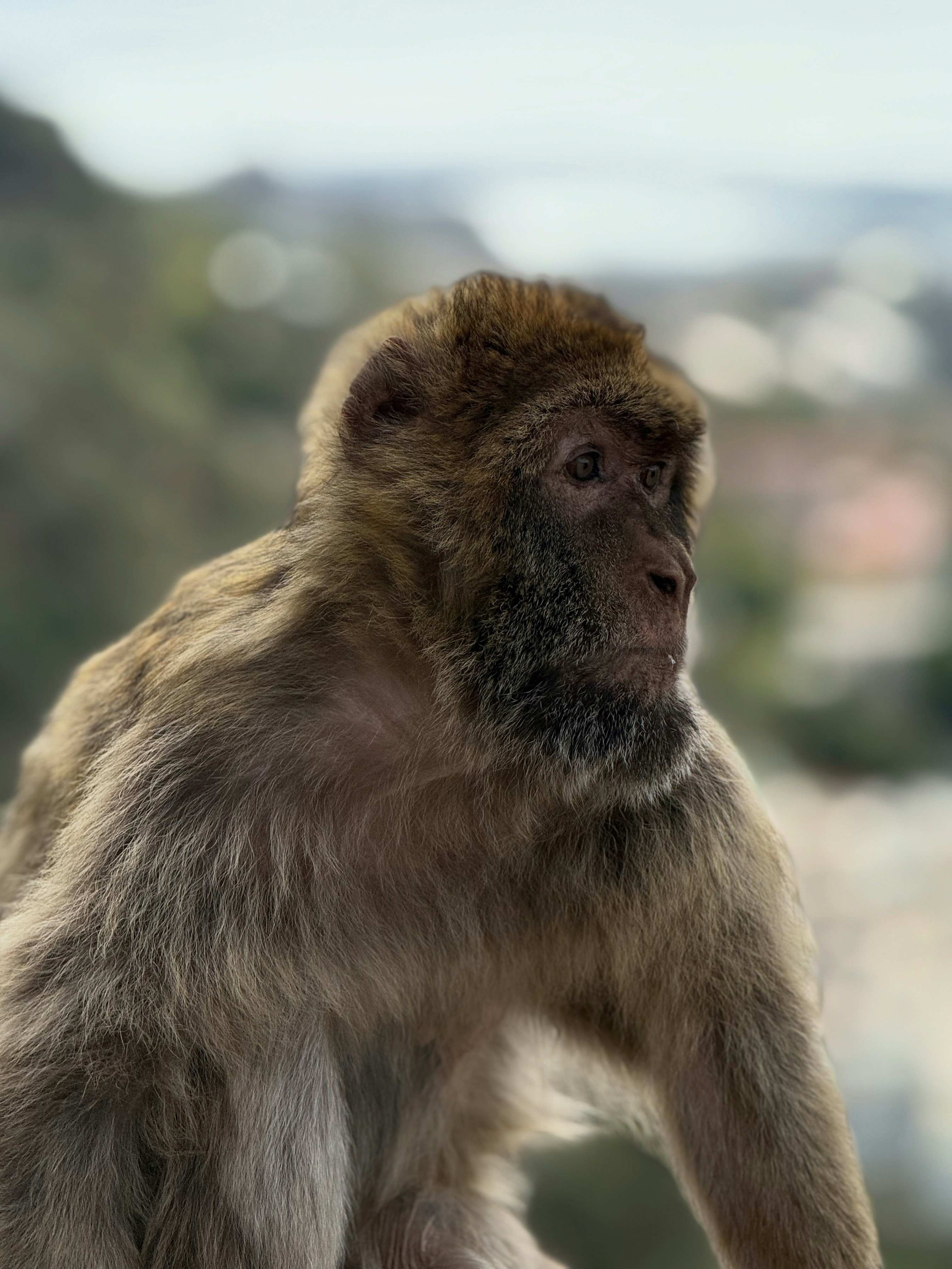 Primed Gaze: A Curious Monkey Against a Blurred Horizon