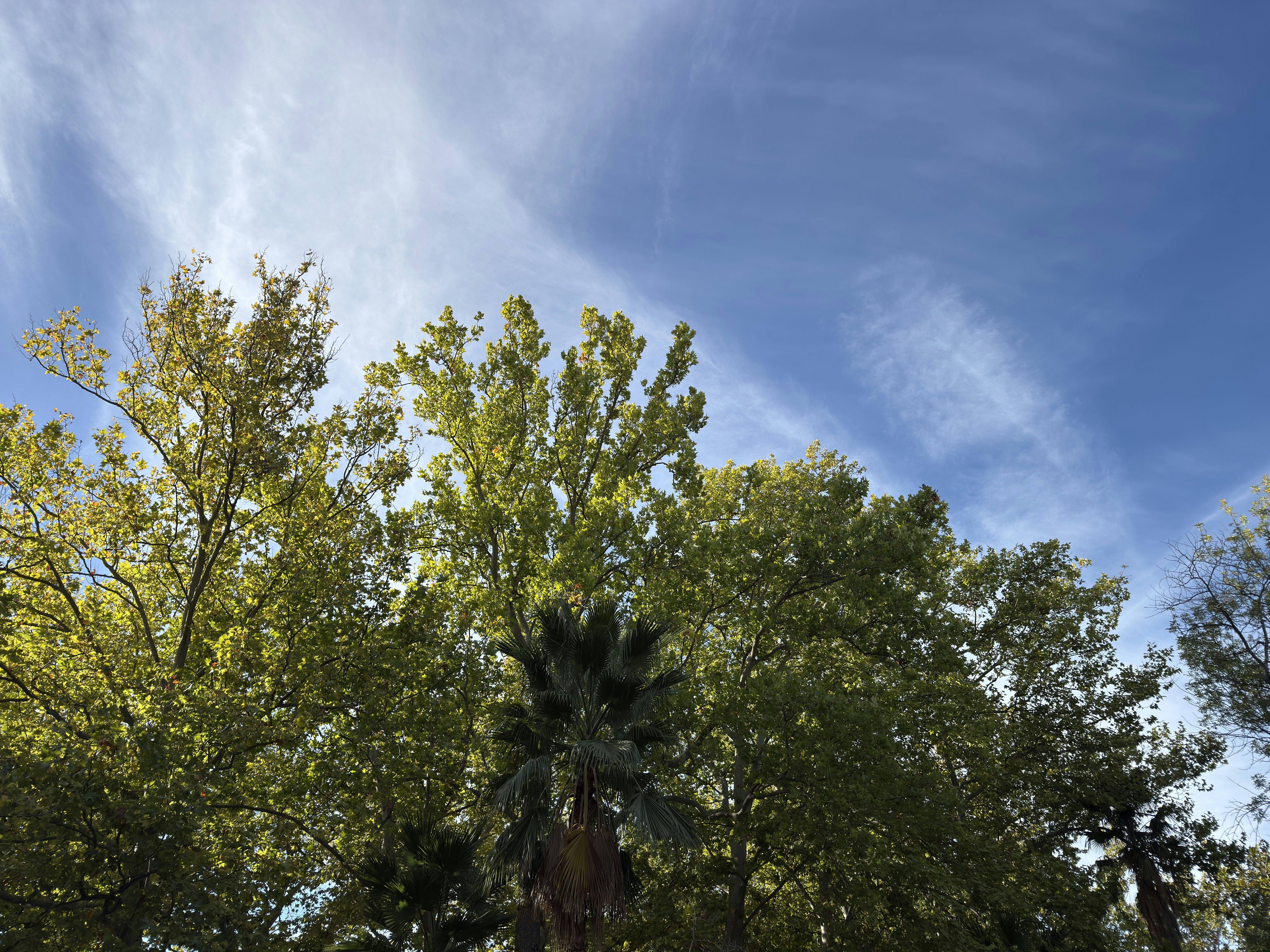 Azure Sky over a Green Canopy: Quiet Park Scene