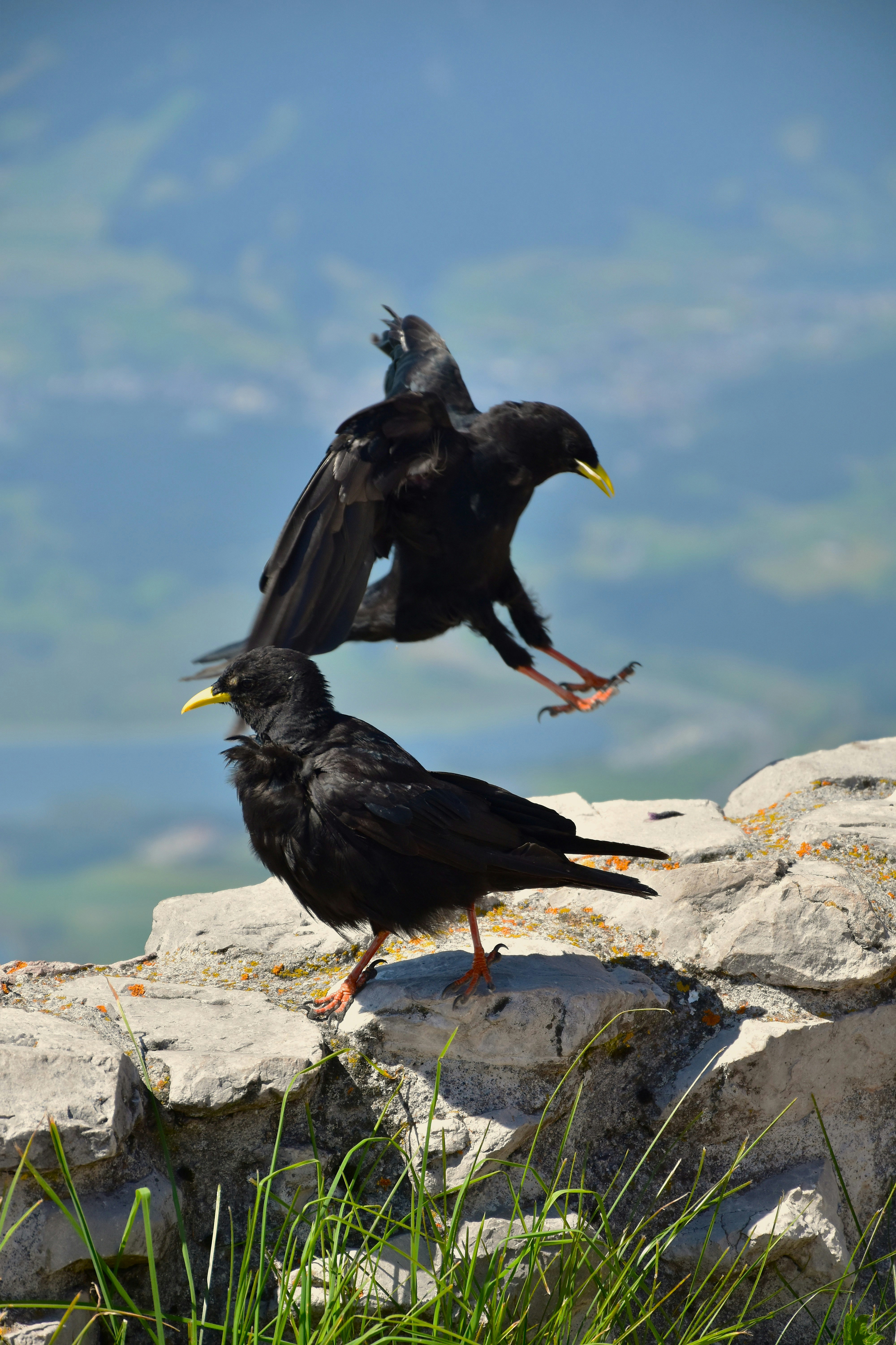Two Alpine Crows in Defiant Motion on a Stone Cascade