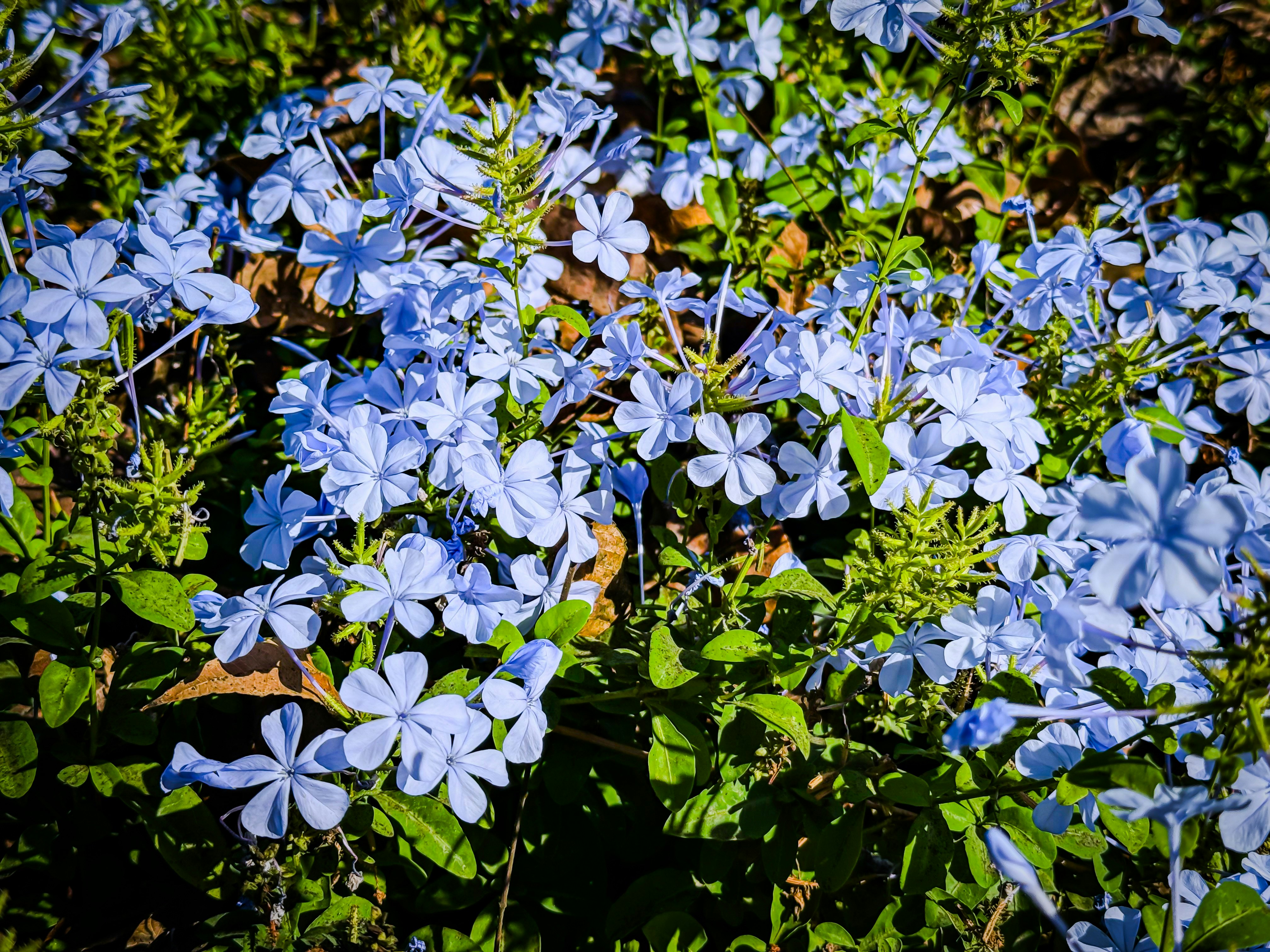 Soft Blue Carpet: A Bloom of Periwinkle Enchantment