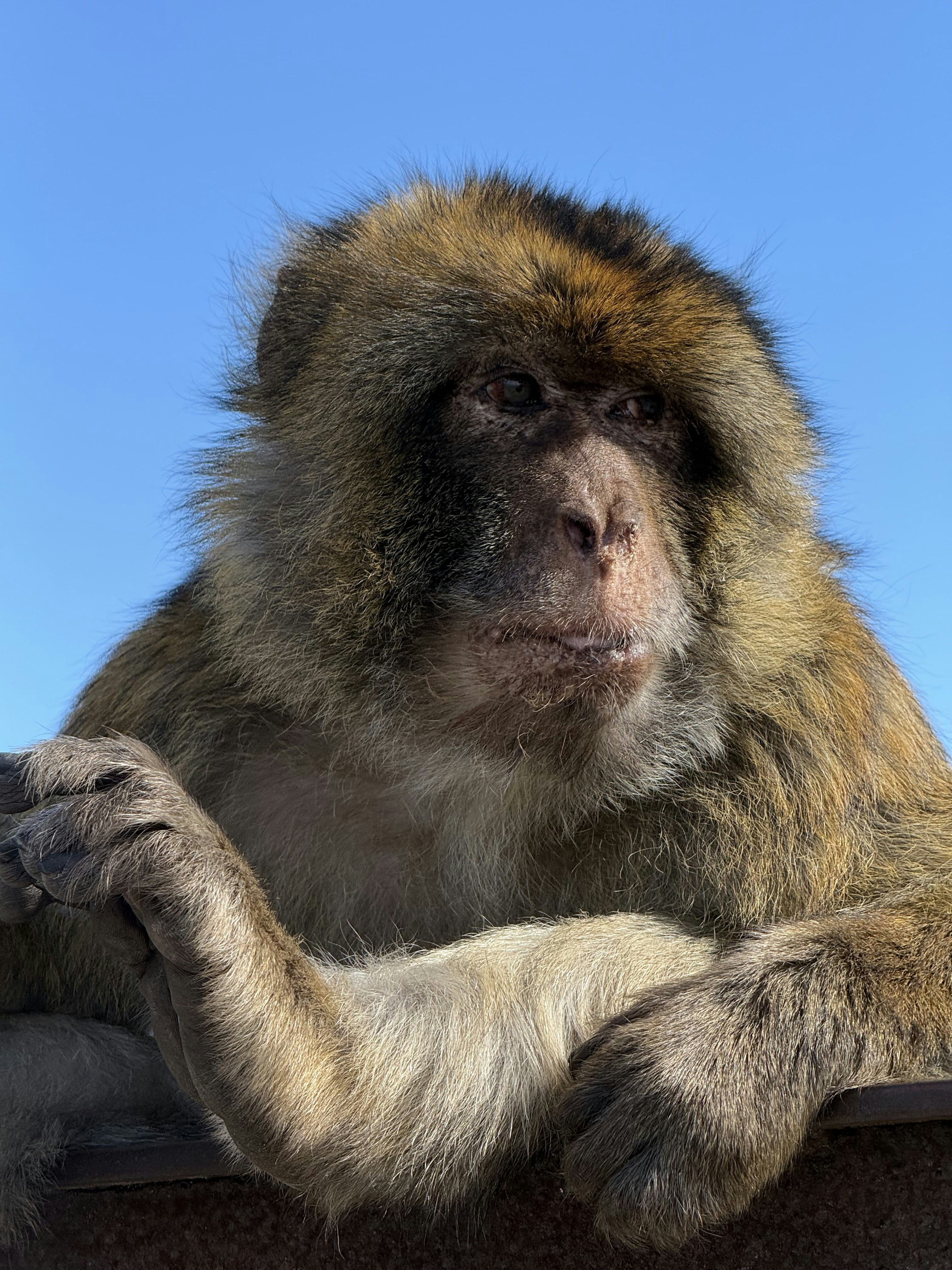 Curious Vantage: A vigilant capuchin watches from a blue sky balcony