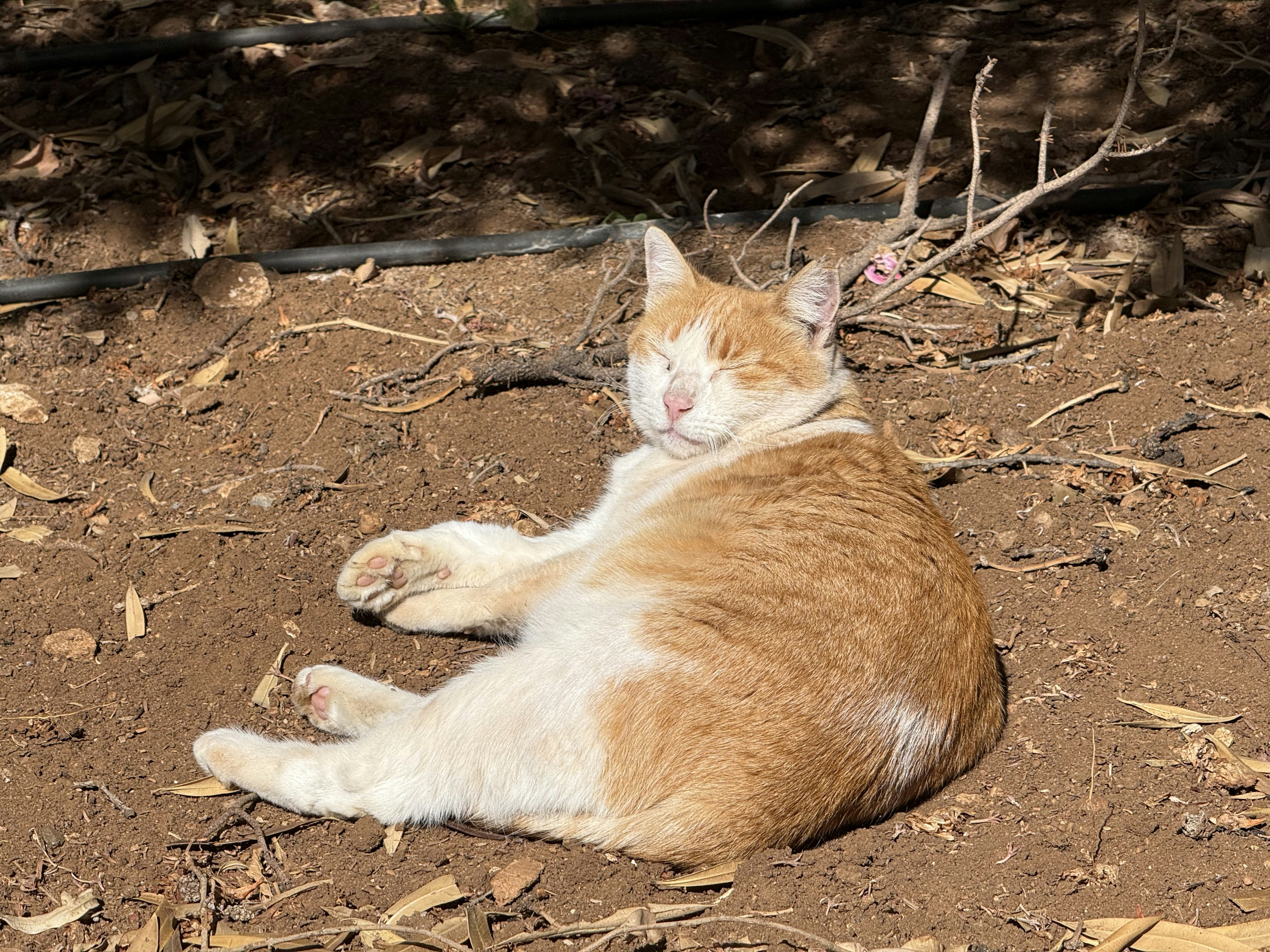 Logan Voss (@loganvoss) | Unsplash Photo Community