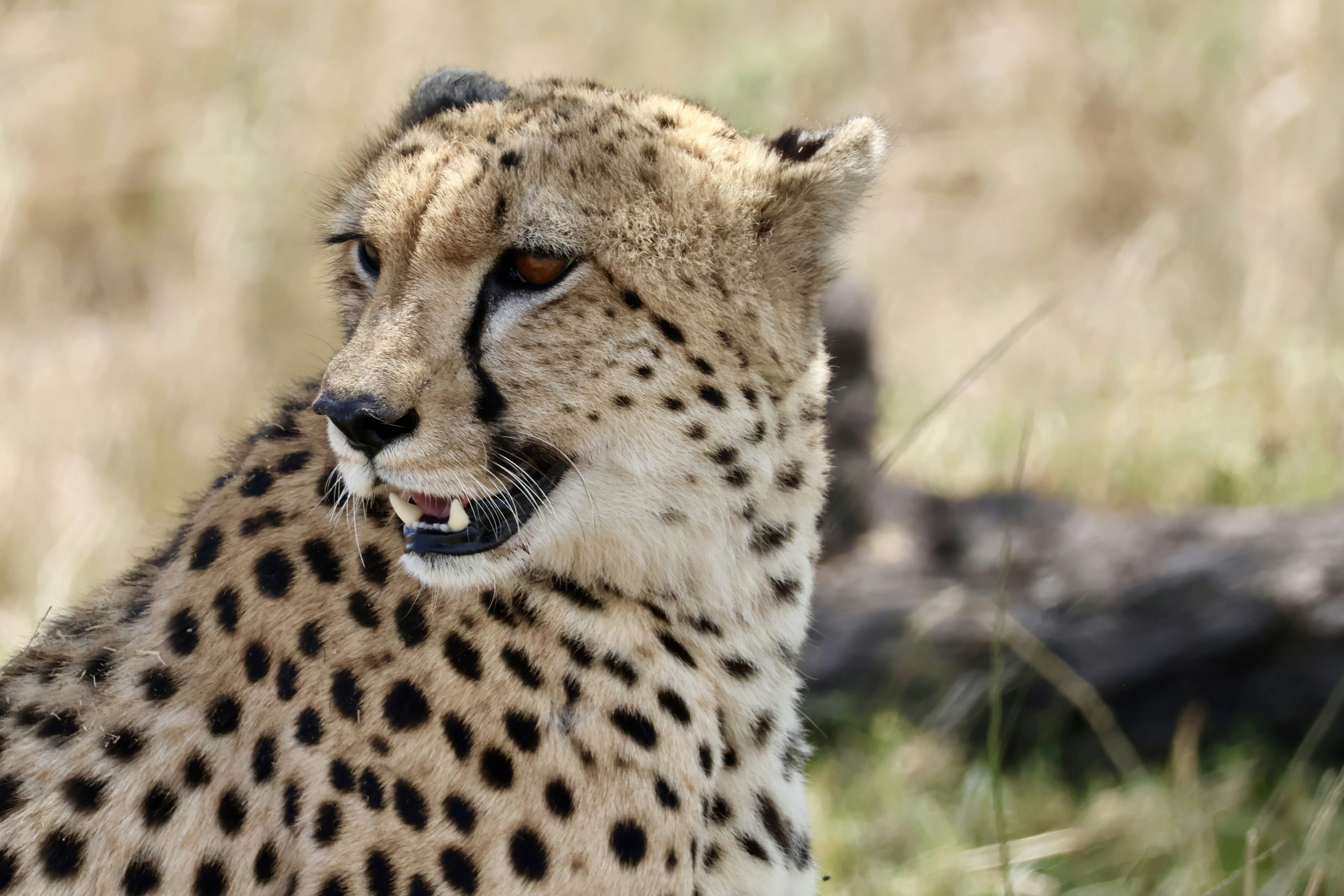 Photo by John Cameron with Canon EOS R10