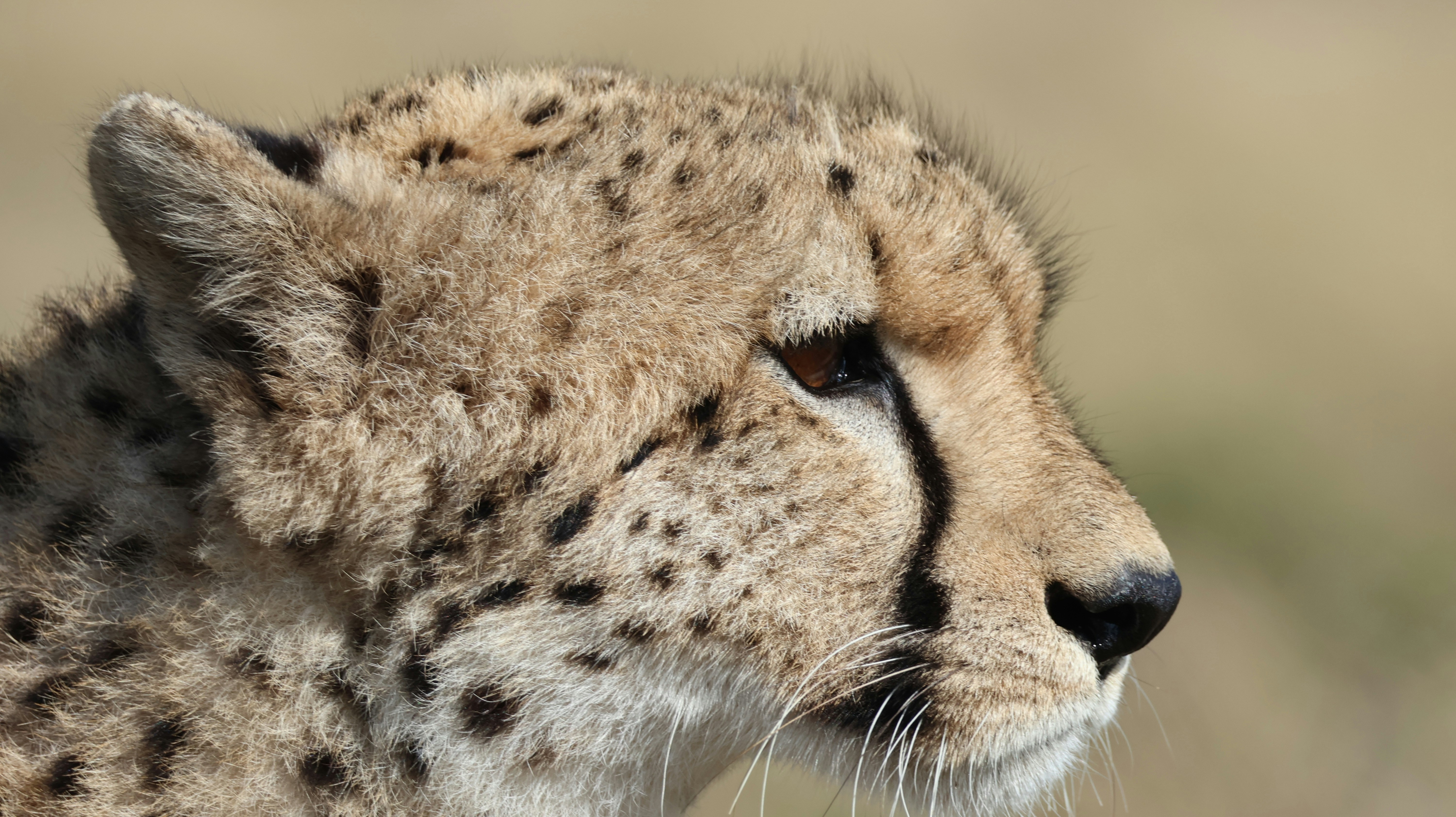 Photo by John Cameron with Canon EOS R10