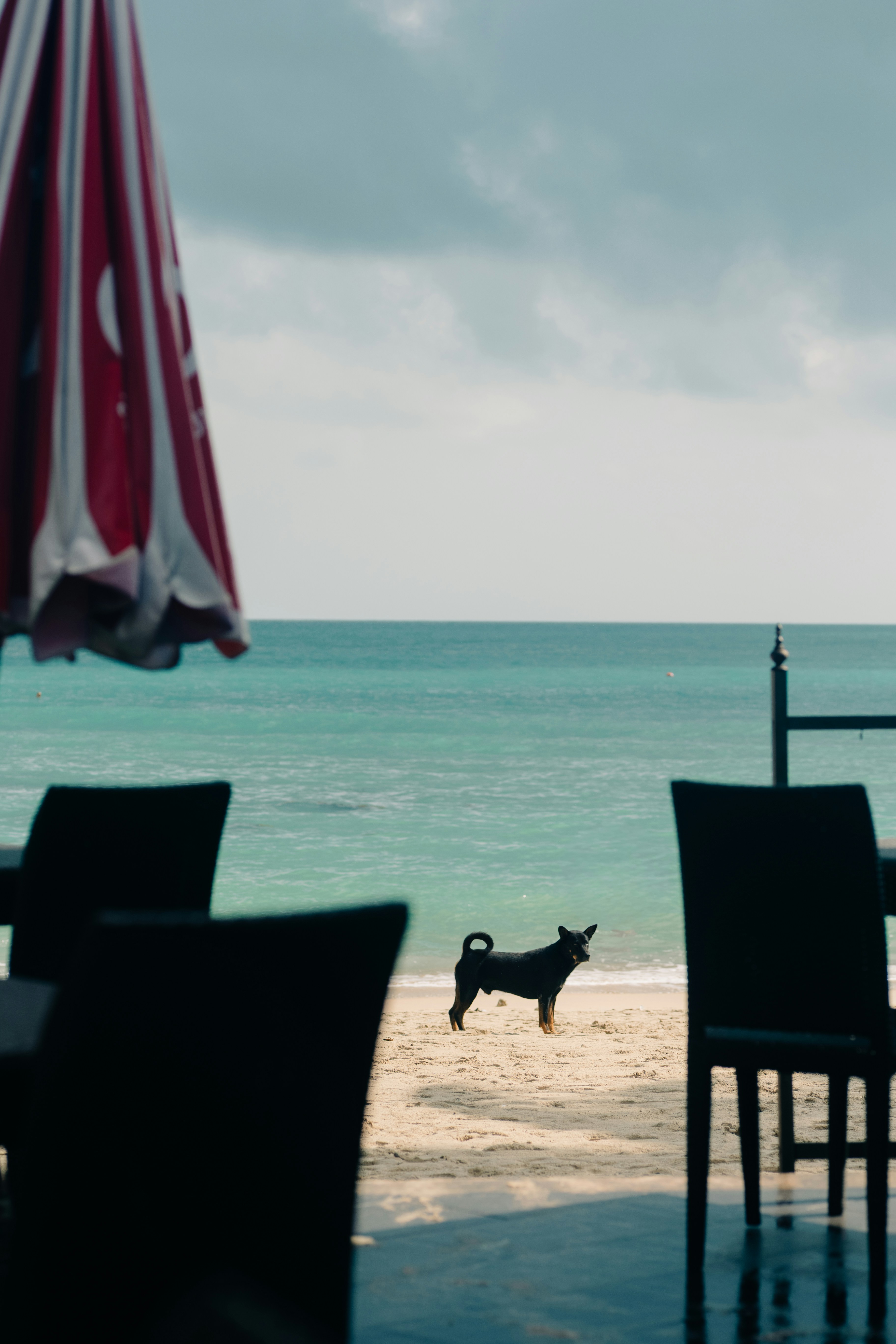 Dog at the Shore: A Quiet Moment Between Chairs and Sea