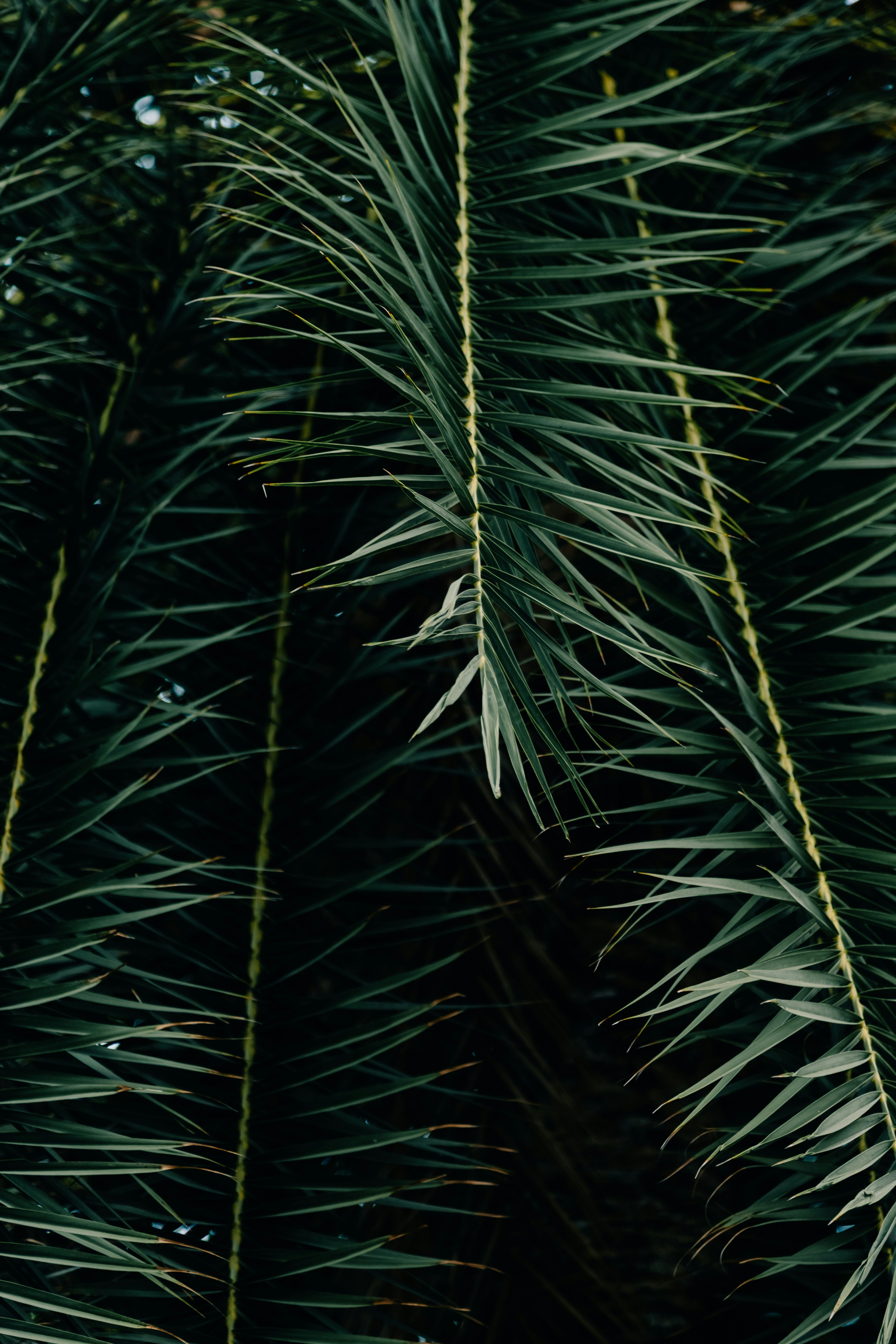 Photo by Klara Kulikova with Canon EOS 6D