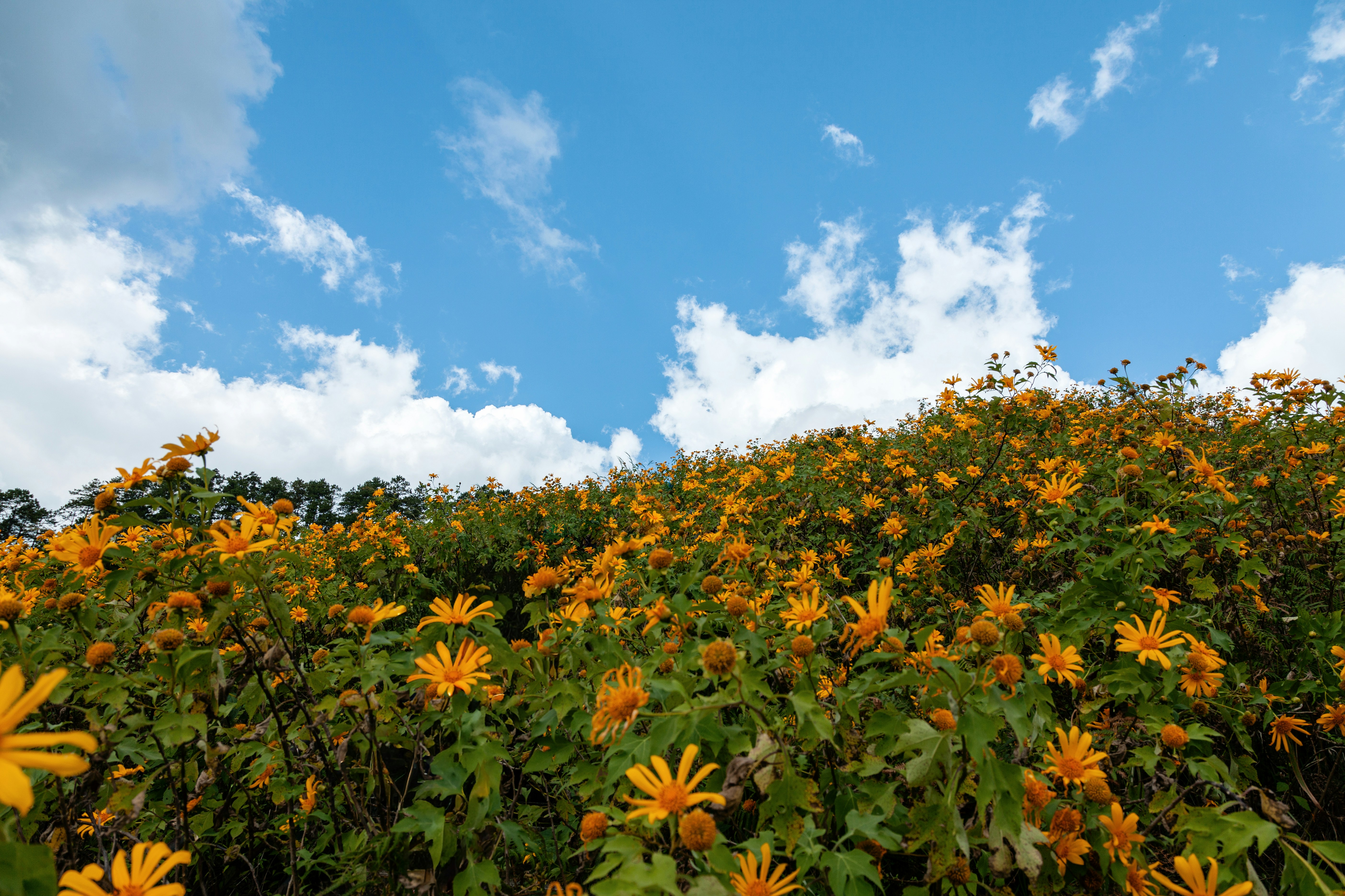 Golden Crown of Field Blooms under a Brisk Blue Sky