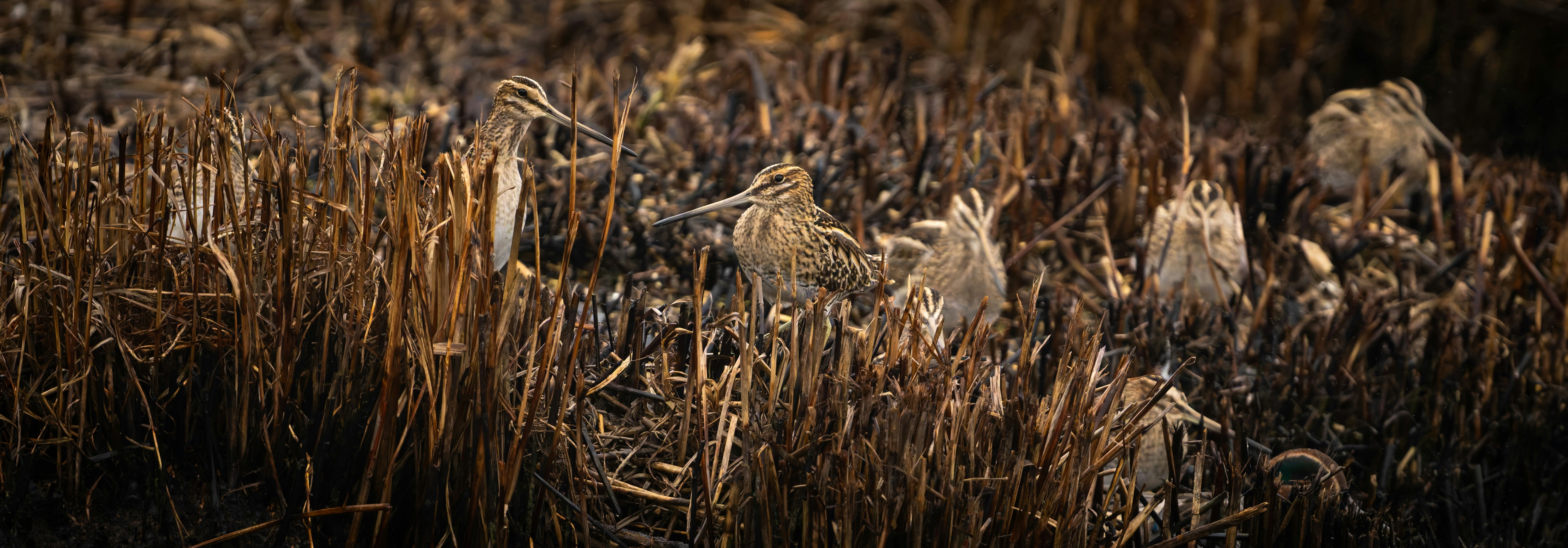 Photo by Doncoombez with Nikon Z9