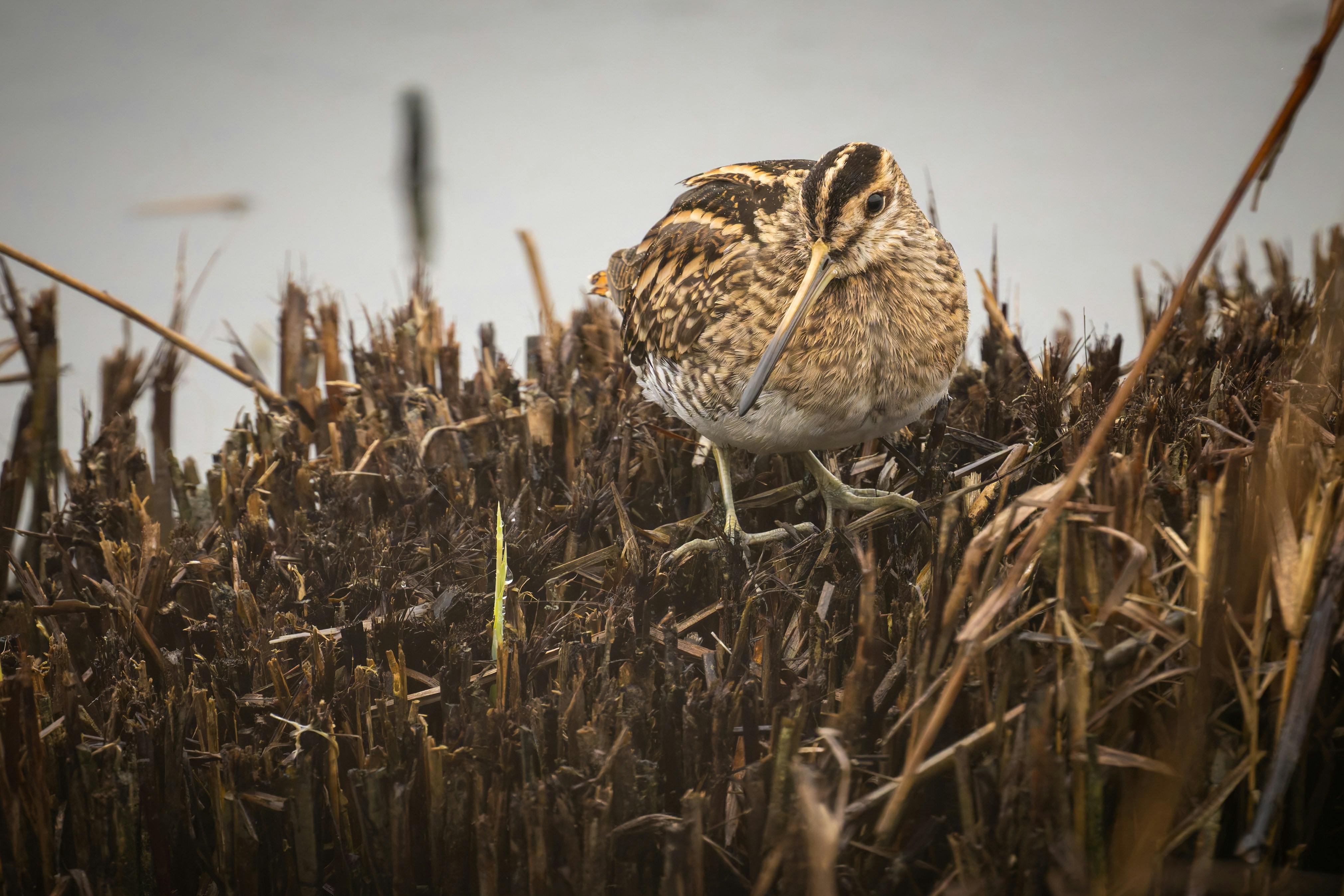 Photo by Doncoombez with Nikon Z9